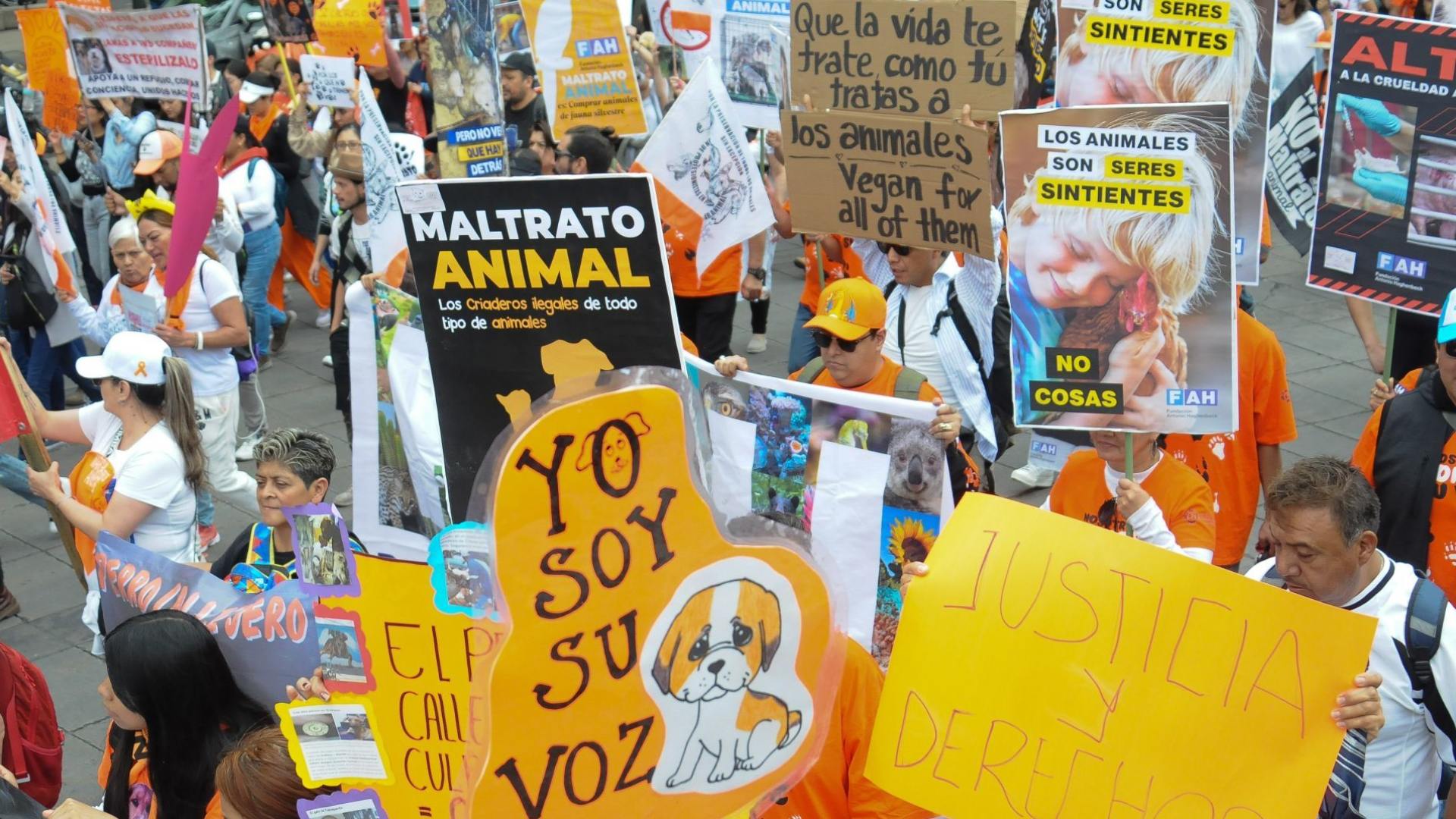 Cientos Marchan en la CDMX para Levantar la Voz contra el Maltrato ...