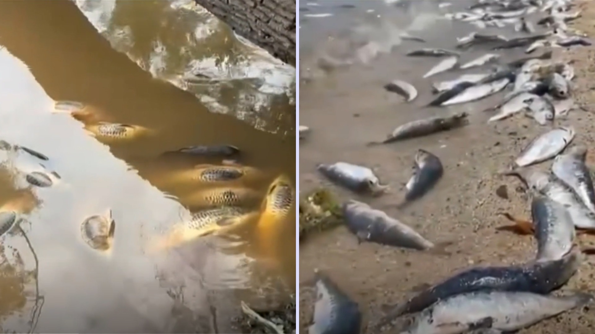 El Misterio de los Miles de Peces Muertos en Sonora y en Baja ...