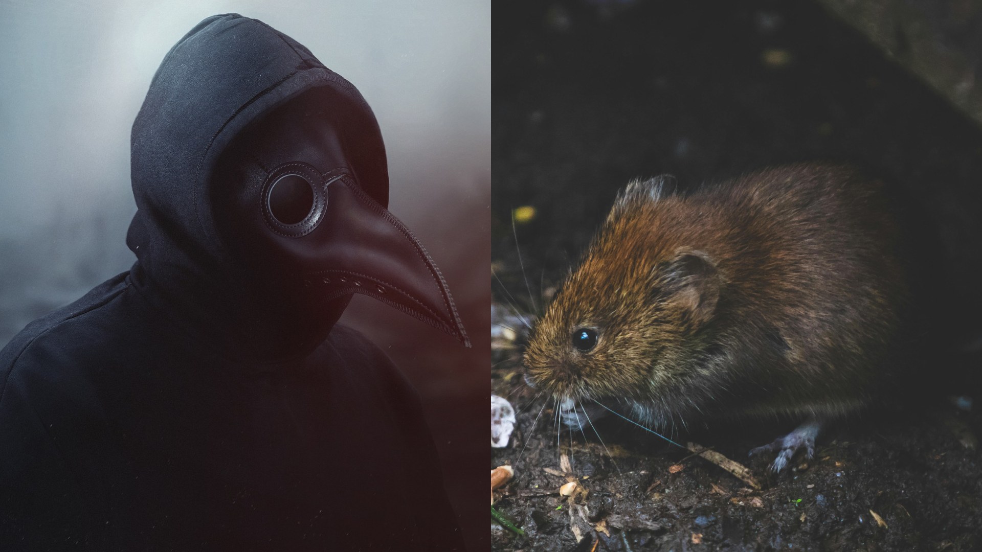 Peste Bubónica: ¿Cuáles Son sus Síntomas y Cómo se Contagia en Humanos ...