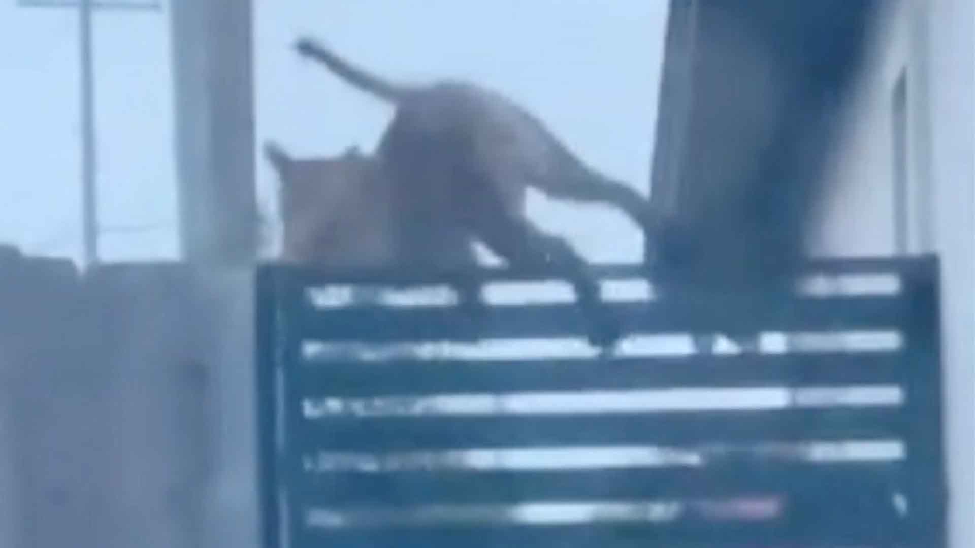 VIDEO: Reportan Avistamiento de Puma en Laredo, Texas | N+