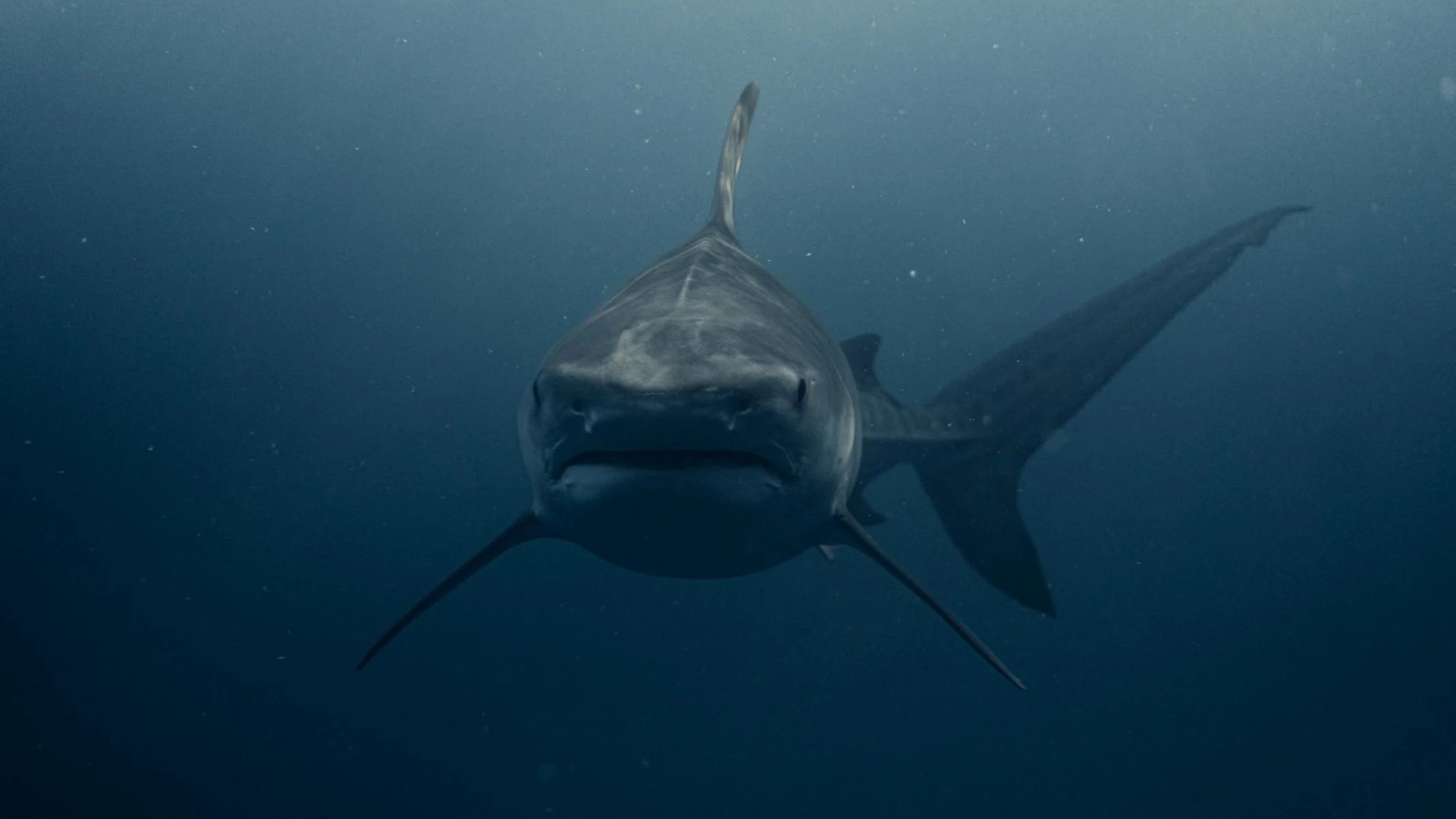 ¿Porque los Tiburones Atacan con más Frecuencia a los Humanos? | N+