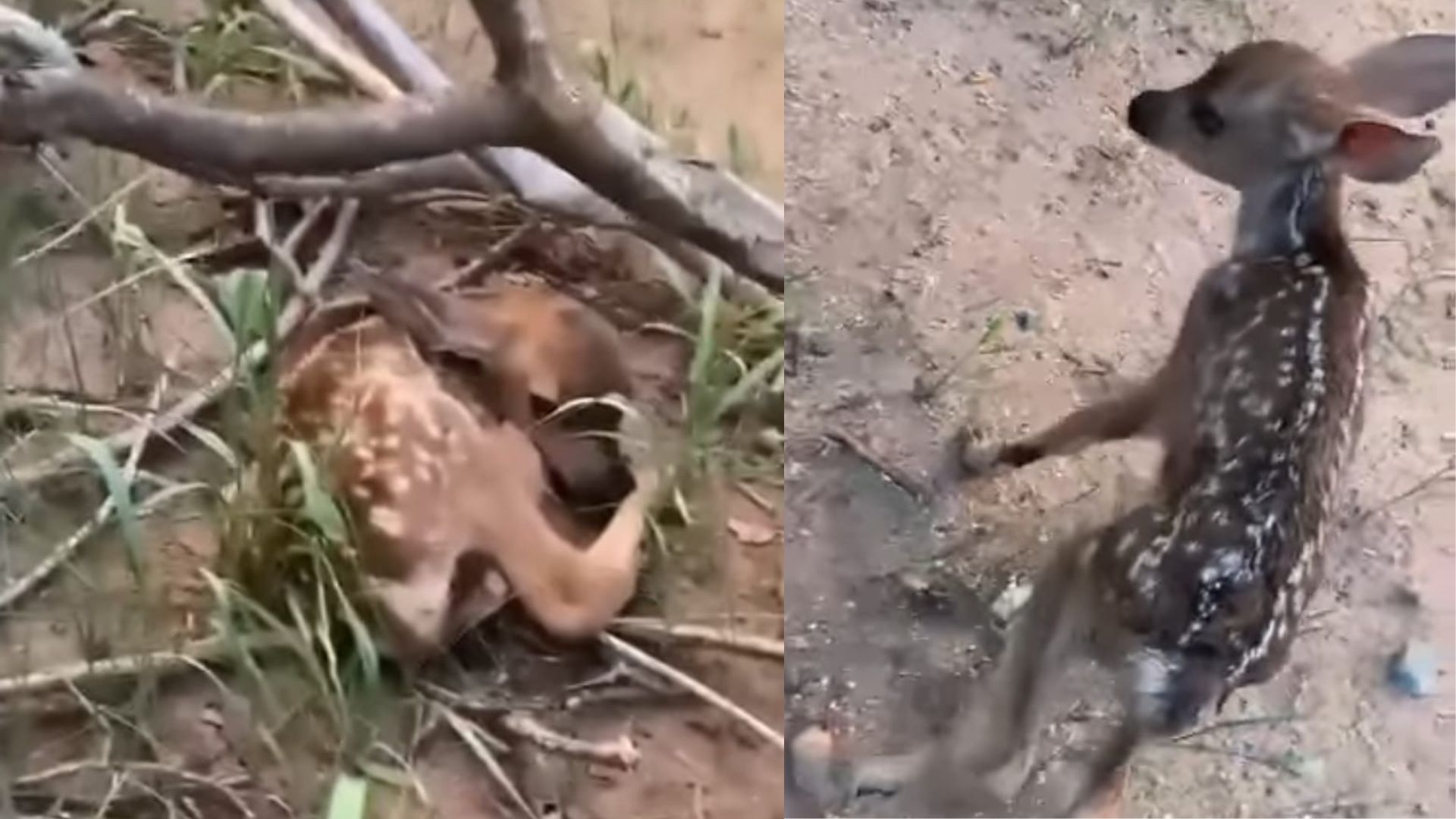 Nacen Dos Crías de Venado Cola Blanca en Cerro de El Bachoco en ...