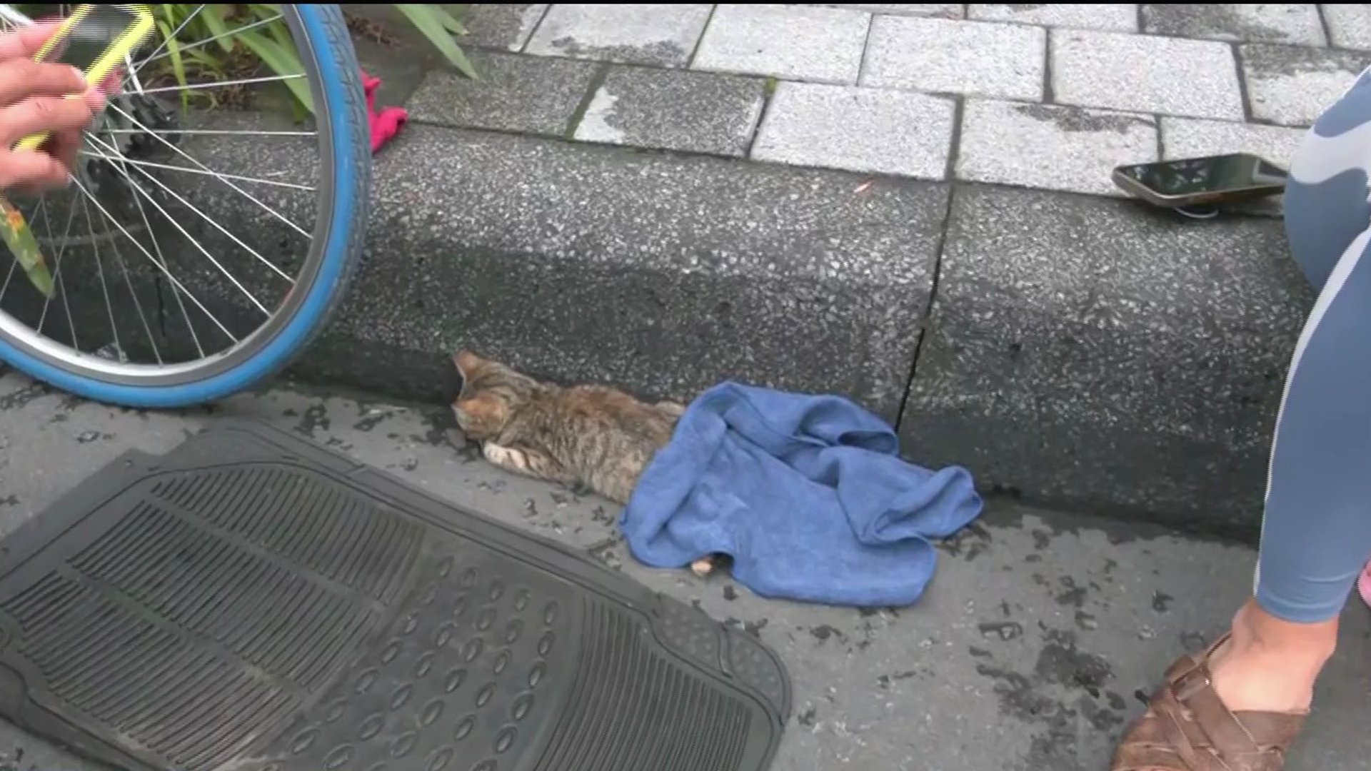 ¡Lo Más Triste que Verás Hoy! Atropellan a un Gatito Bebé en CDMX | N+