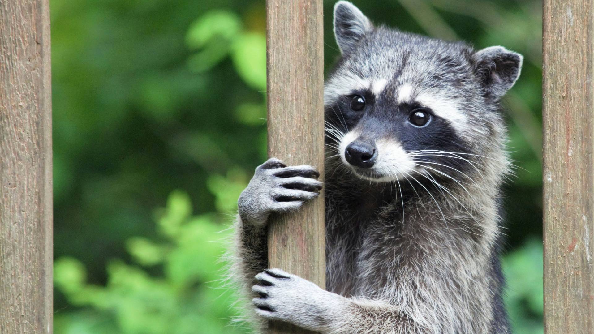 Plaga de Mapaches Invade Esta Ciudad en México | N+