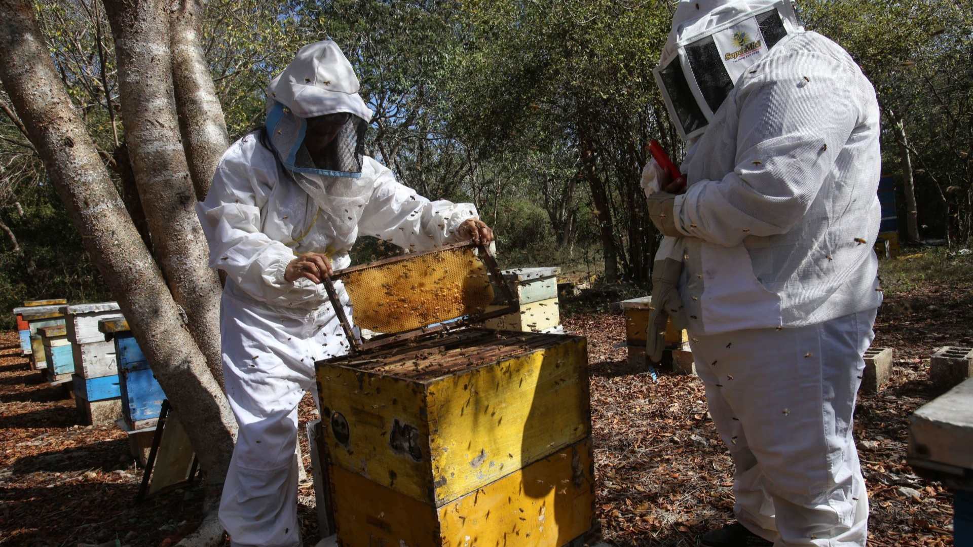 Apicultores de México, en Riesgo por Ingreso de Miel Adulterada de China | N+