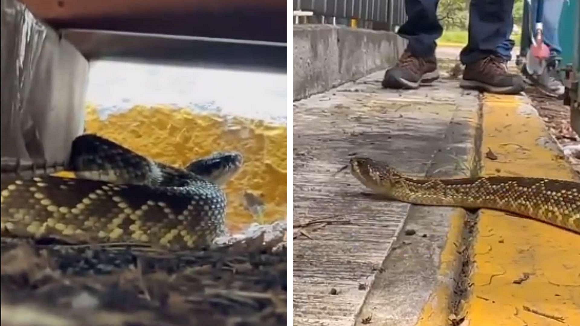 Video | Hay una Serpiente en… CU: Víbora de Cascabel Sorprende a ...
