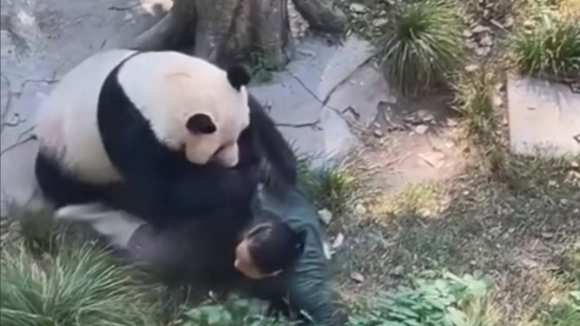 Video: Panda Ataca a Cuidadora en un Zoológico de China | N+