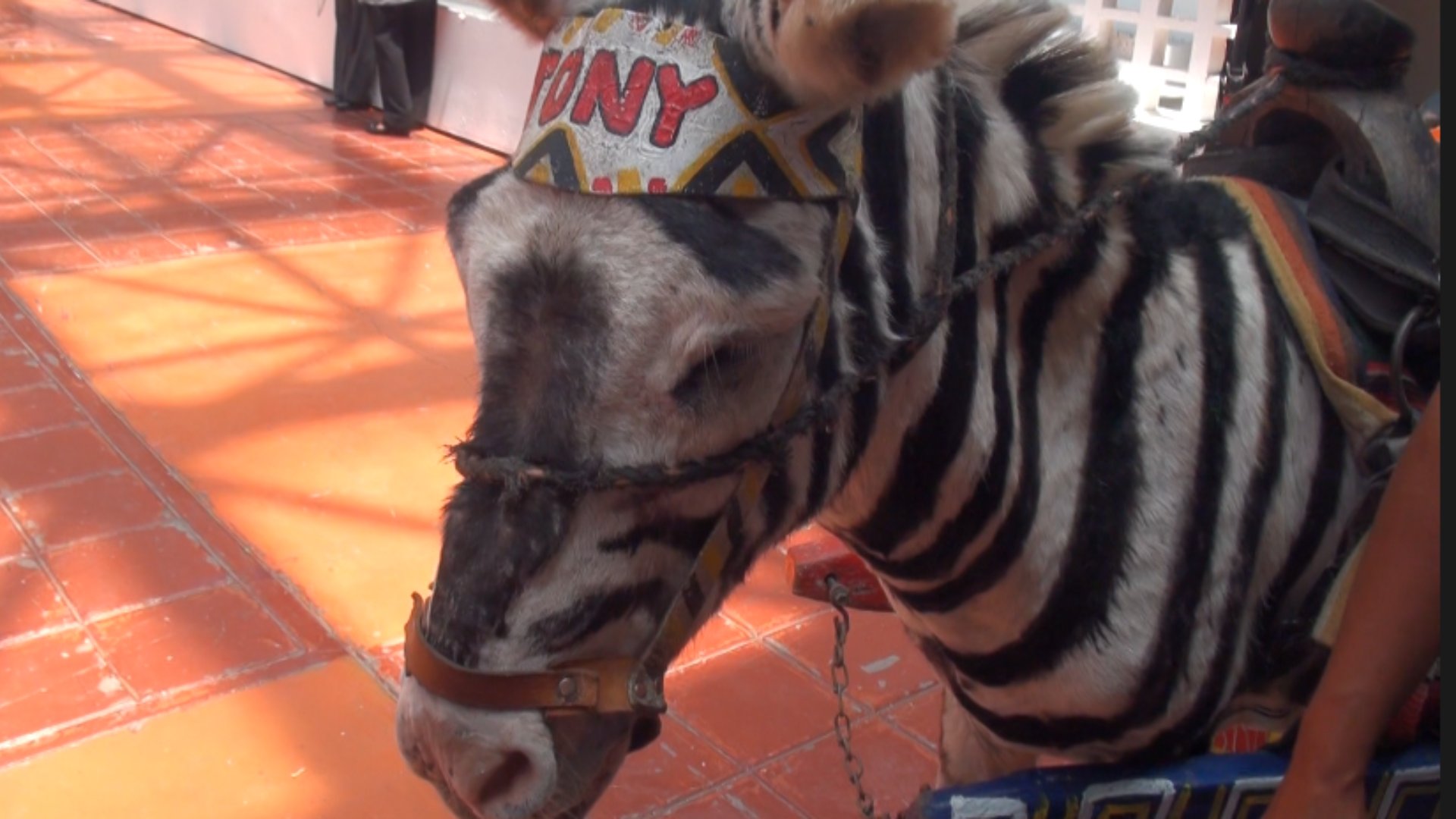 Burros-Cebras en Tijuana son Reemplazados con Figuras de Madera: ¿Se ...