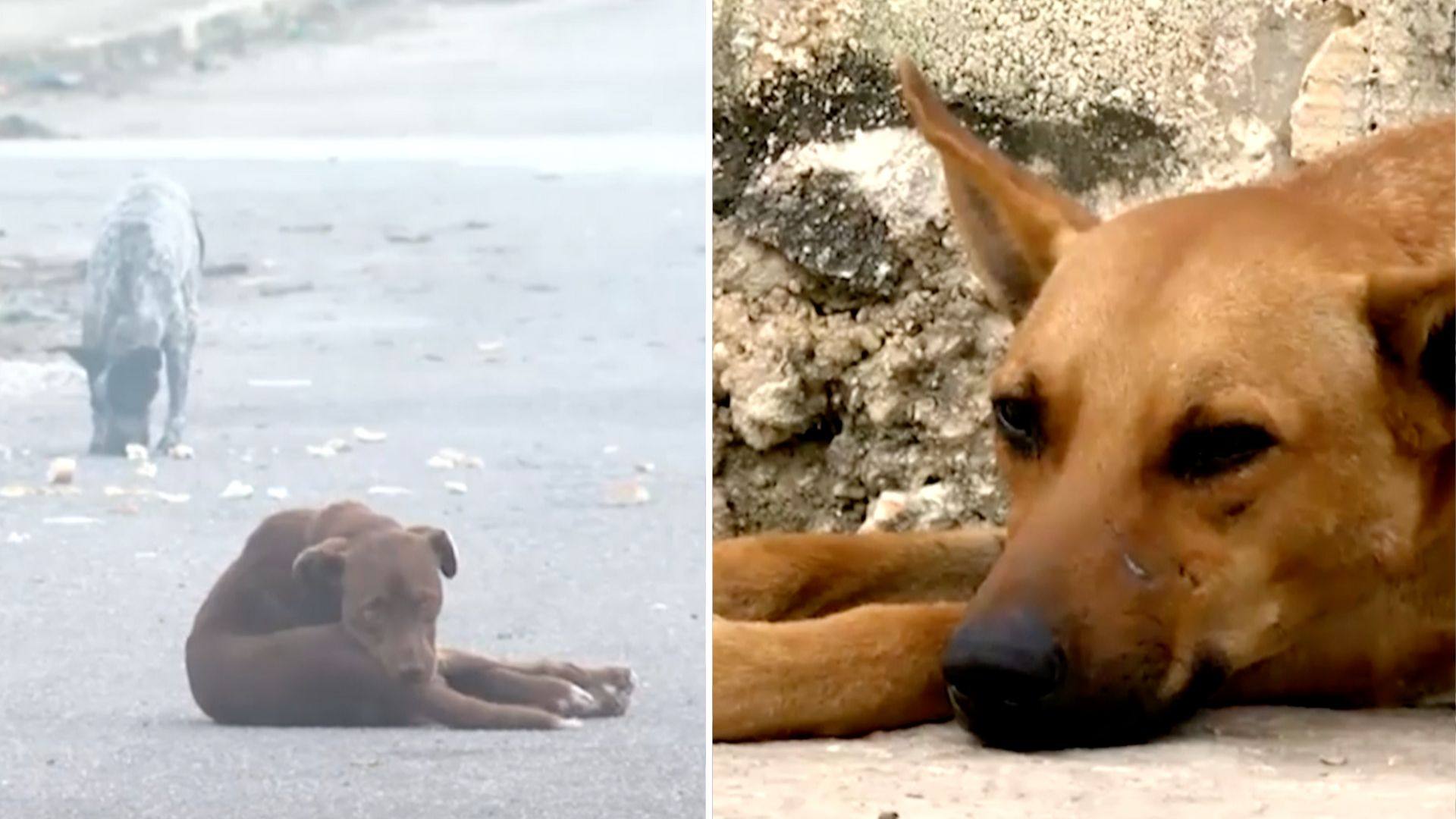 Ataques de Perros Incrementan en Yucatán: ¿Qué Hacer Ante Esta ...