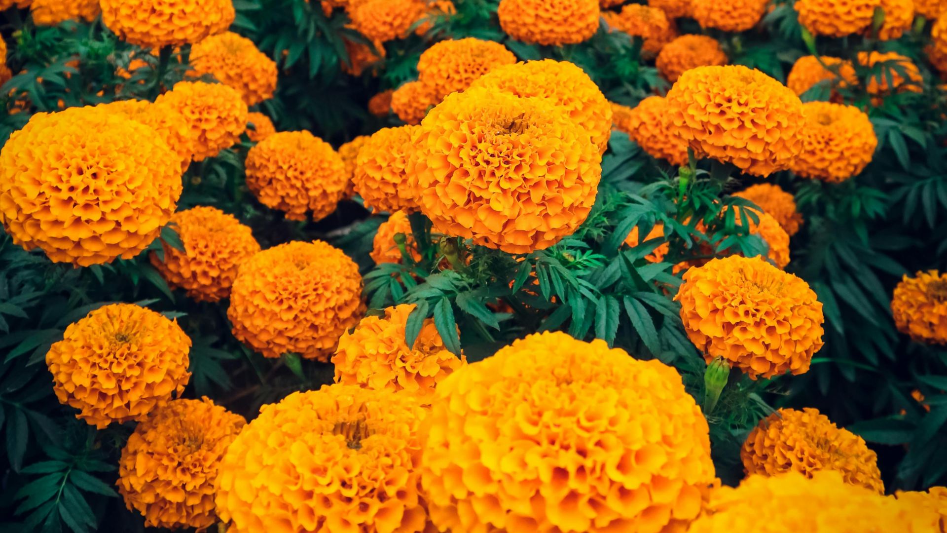 Lugares para Comprar Flor de Cempasúchil por Mayoreo en CDMX para el ...