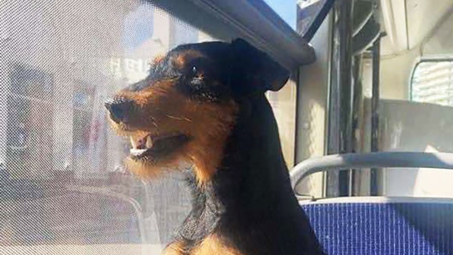 Se Viraliza Caso de la Perrita Callejera que Encontró Dueño Después de ...