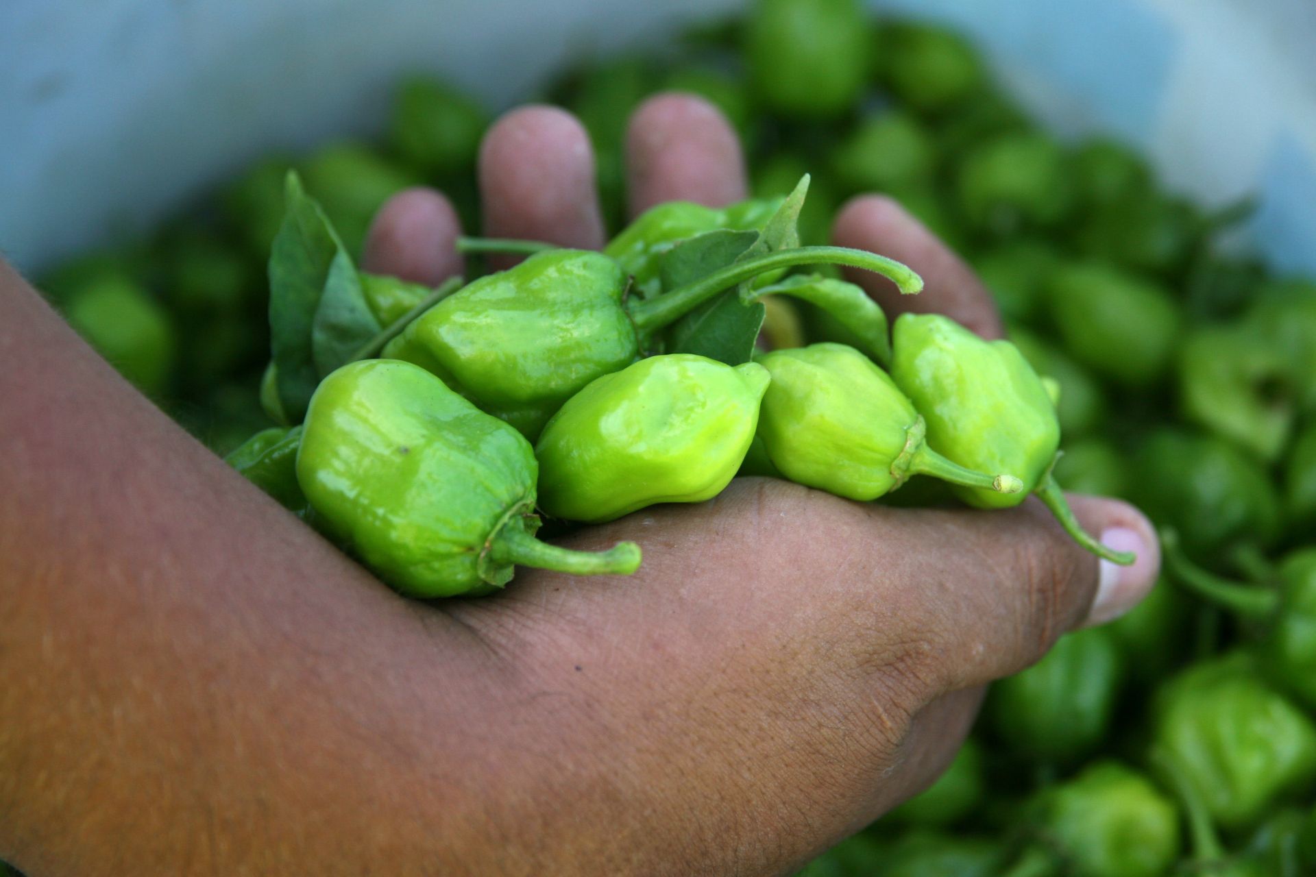 ¿Dónde Se Domesticó la Planta del Chile? Científicos Mexicanos ...