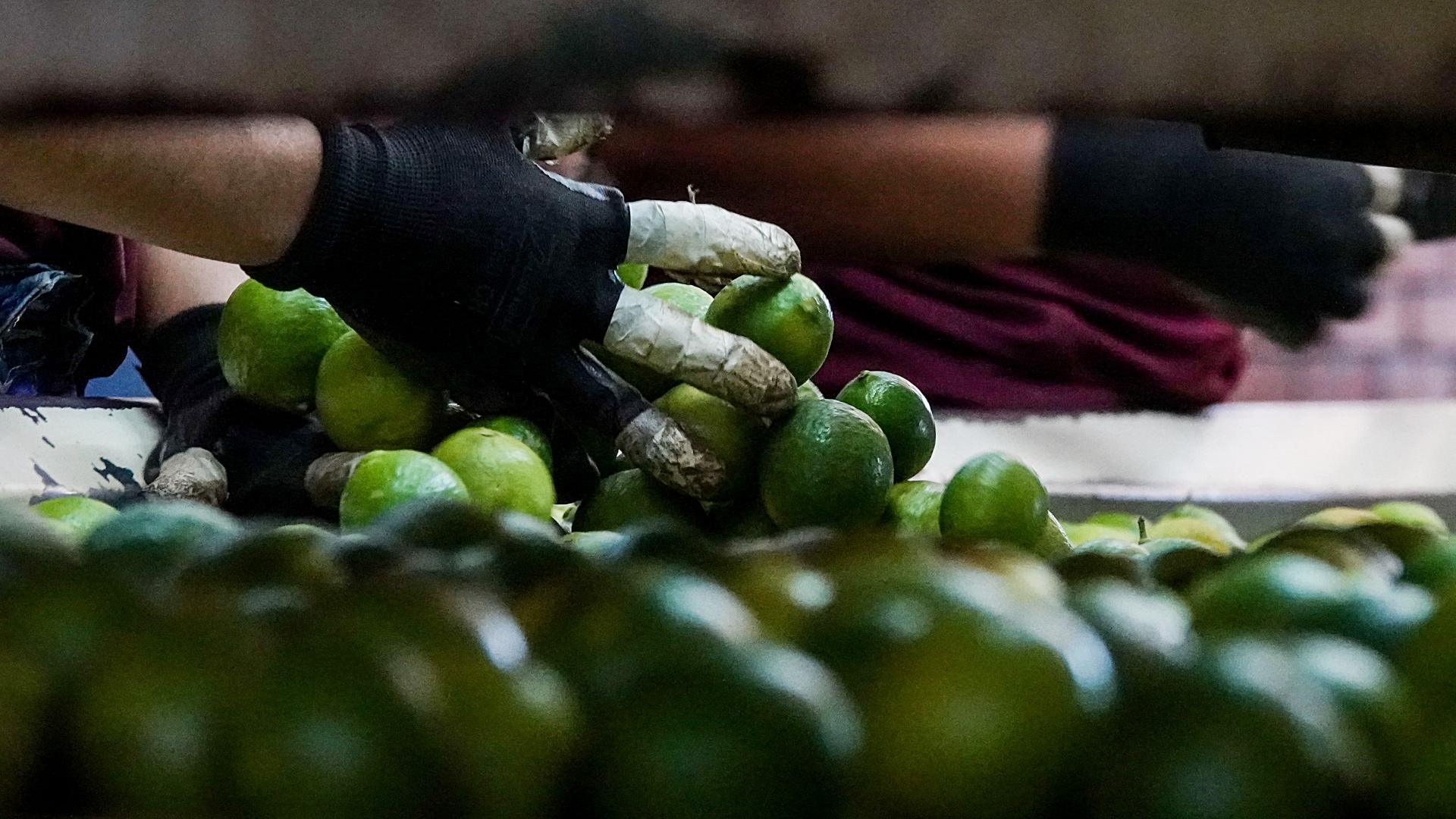 Extorsiones a Limoneros en Michoacán: Así Va el Operativo de SEDENA y Guardia Civil Contra el ...