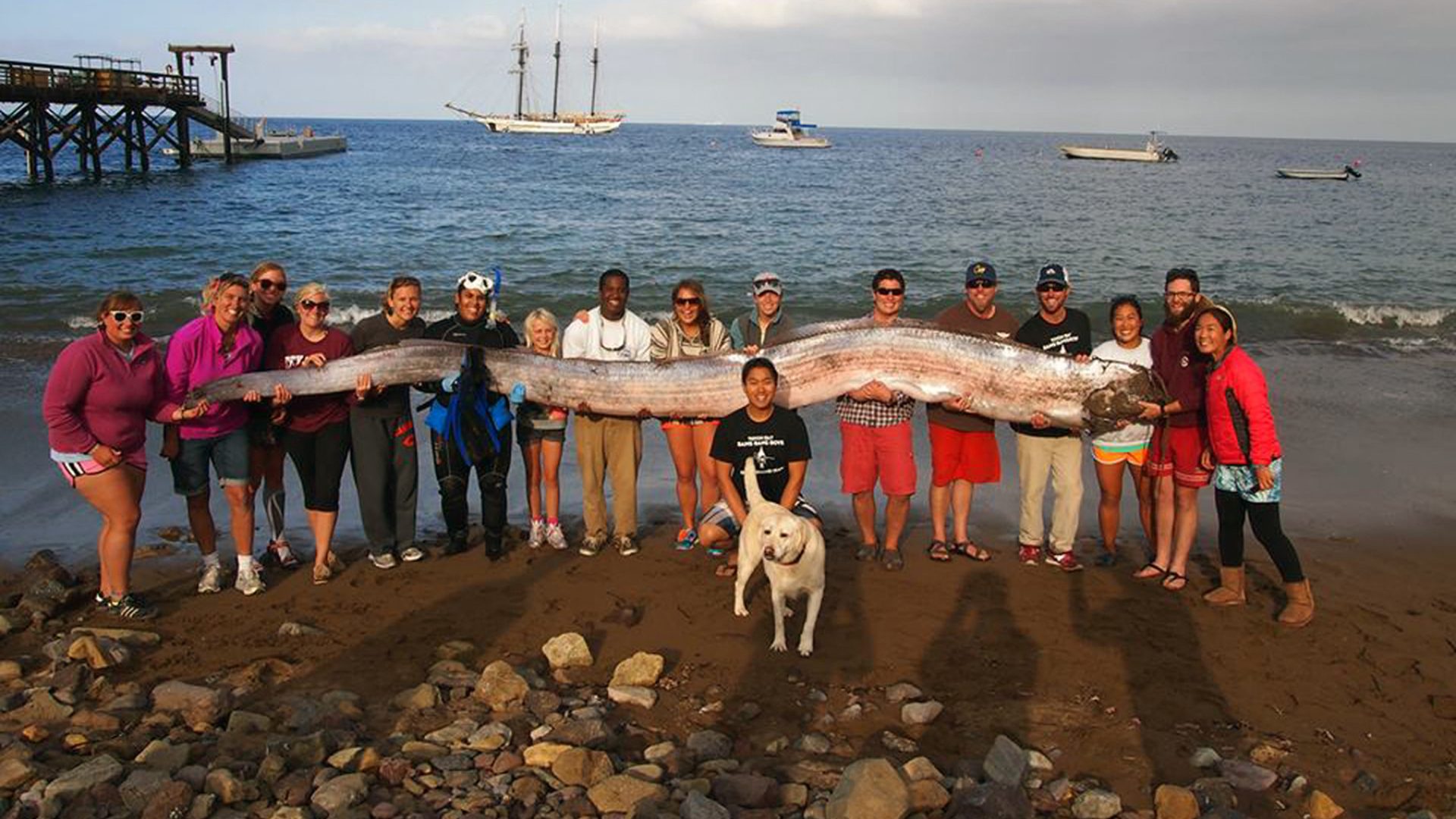 ¿El Pez Remo Puede Predecir Terremotos o el Fin del Mundo? | N+