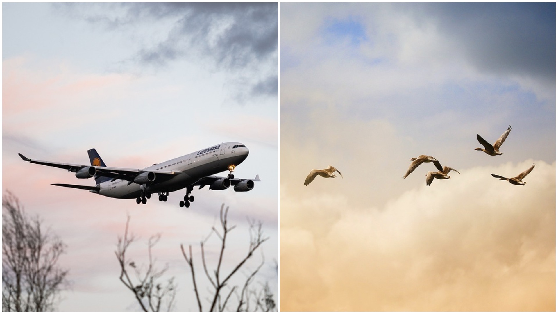 Impactos de Aves en Accidentes de Aviones: ¿Cuáles Son Los Riesgos de ...