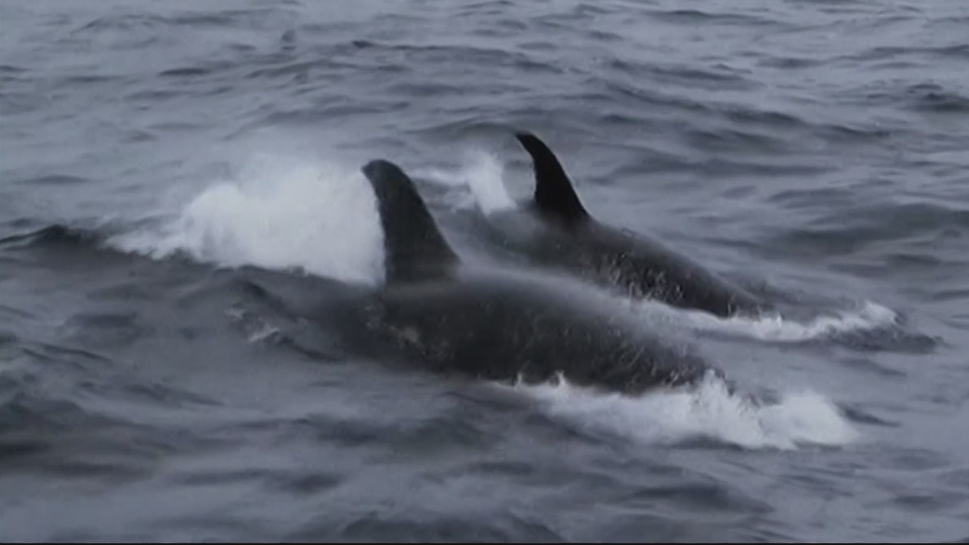 Así Caza la Manada de Orcas Liderada por ‘Moctezuma’ | N+