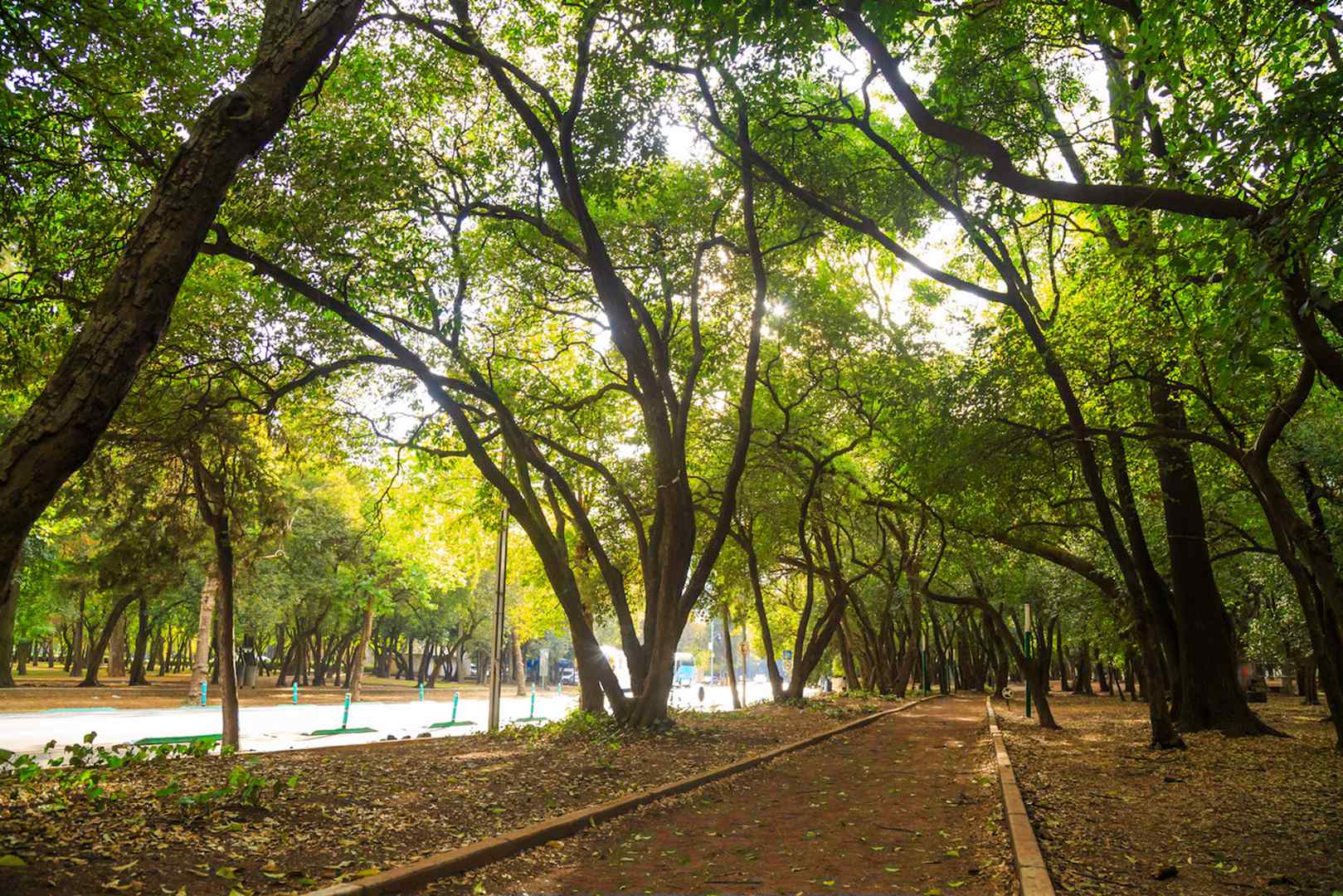 Denuncian Daños en Árboles de Chapultepec a Pesar de Mantenimiento | N+