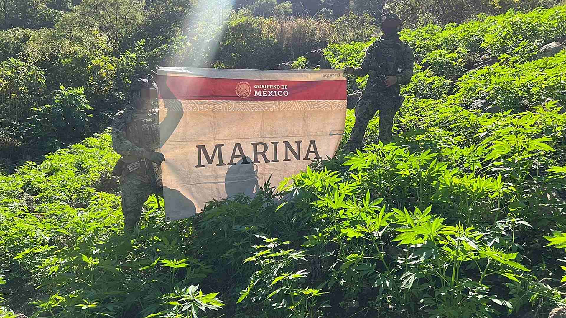 ‘Quitan’ Cientos de Millones de Pesos al CJNG: Destruyen Producción de Toneladas de Marihuana | N+