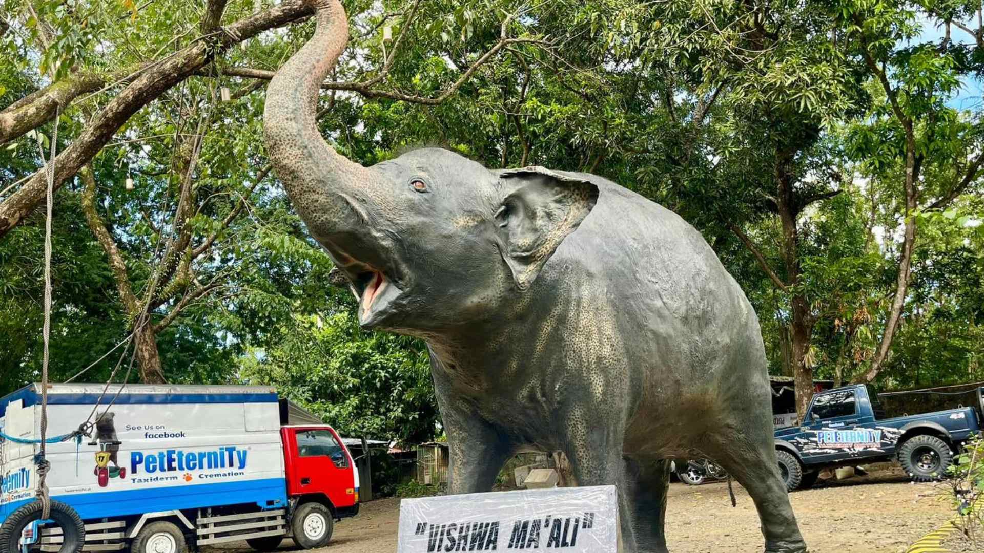 Elefanta Más Solitaria del Mundo: Muere en Cautiverio, la Disecan y la ...