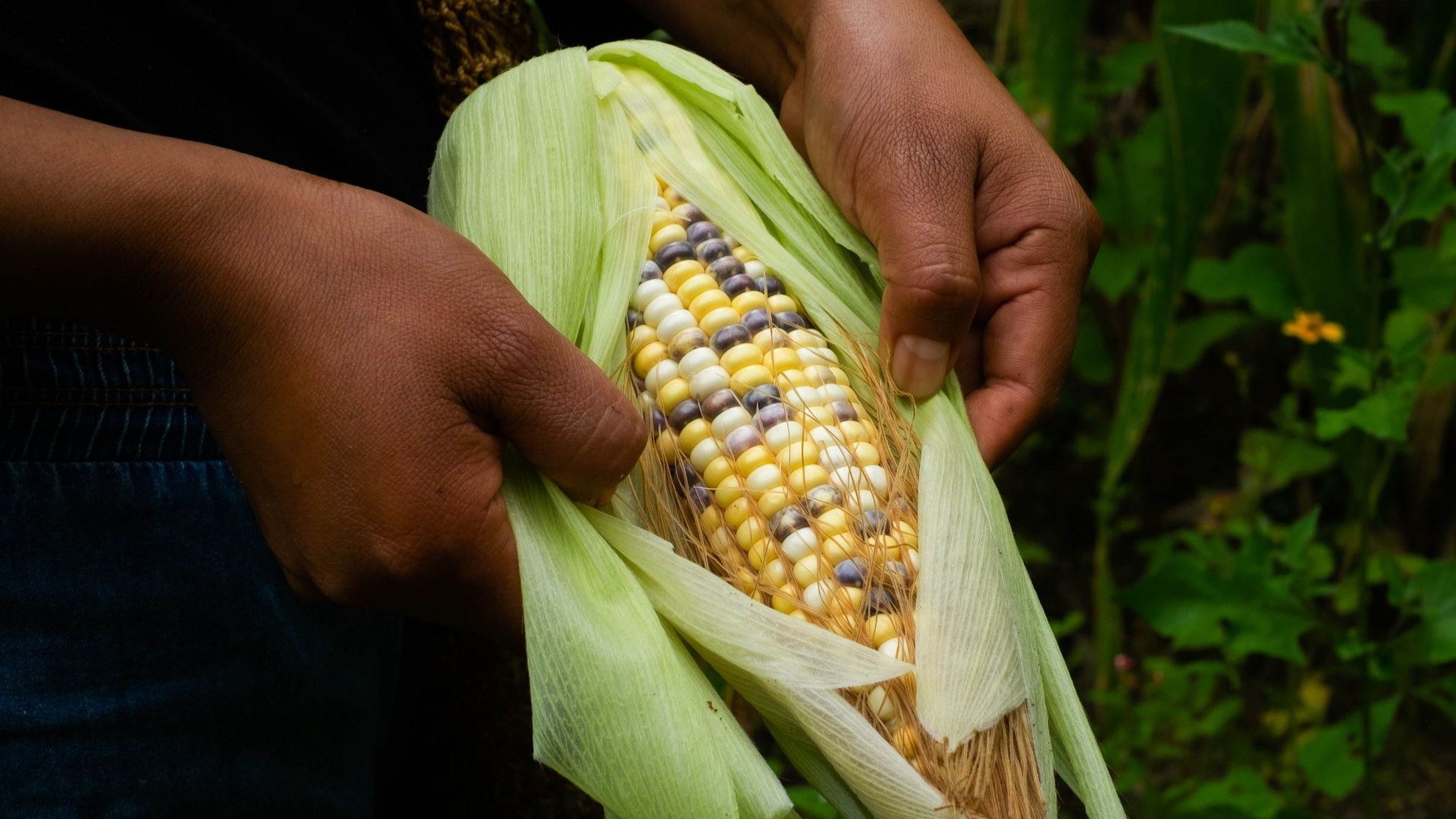 Diputados Aprueban en Comisión Iniciativa contra el Maíz Transgénico | N+