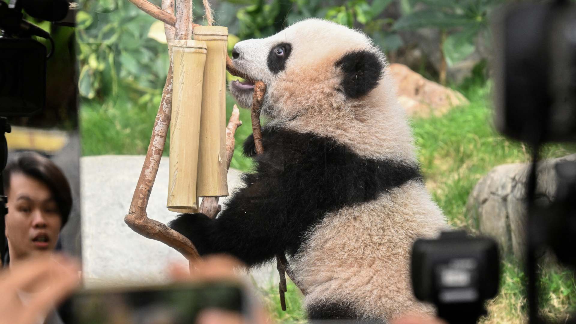 Un Par de Cachorros Panda Debutarán en el Parque Temático Ocean Park de ...
