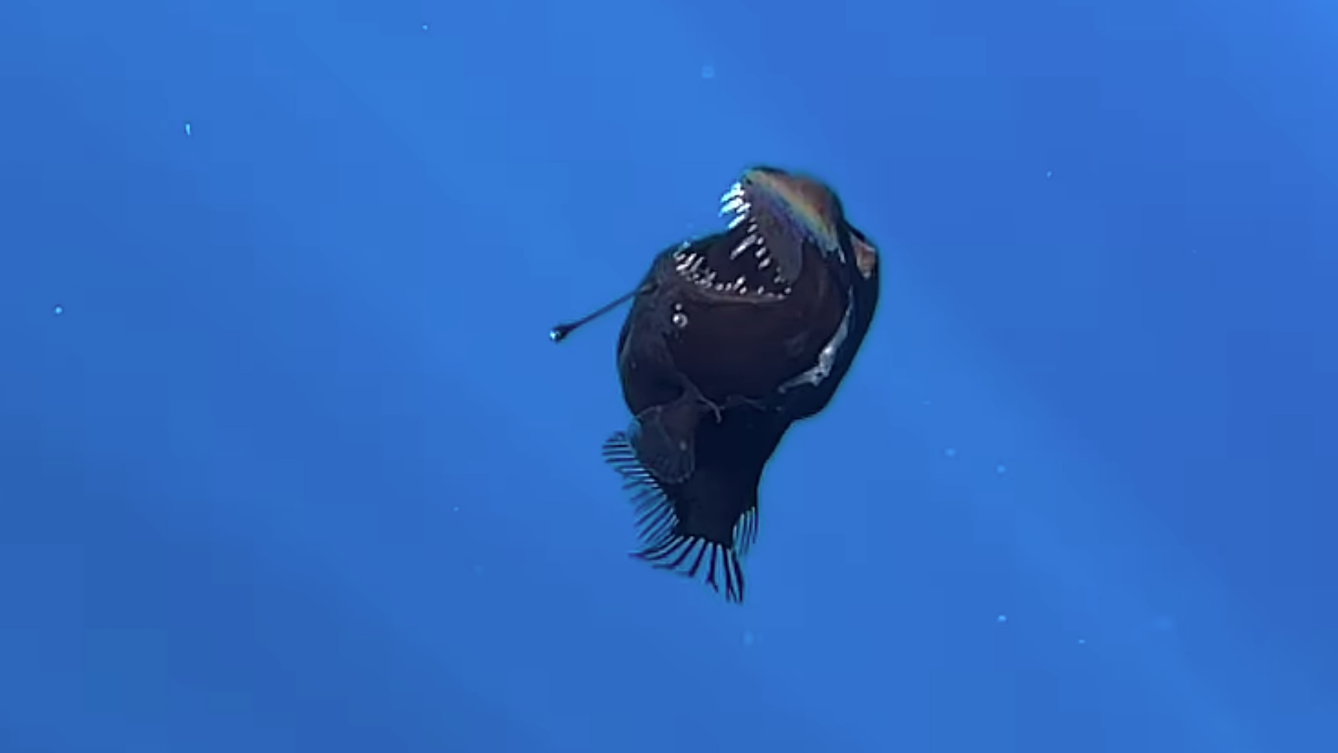 ¿Pez Diablo Negro Fue Visto por Primera Vez en la Superficie del Mar ...