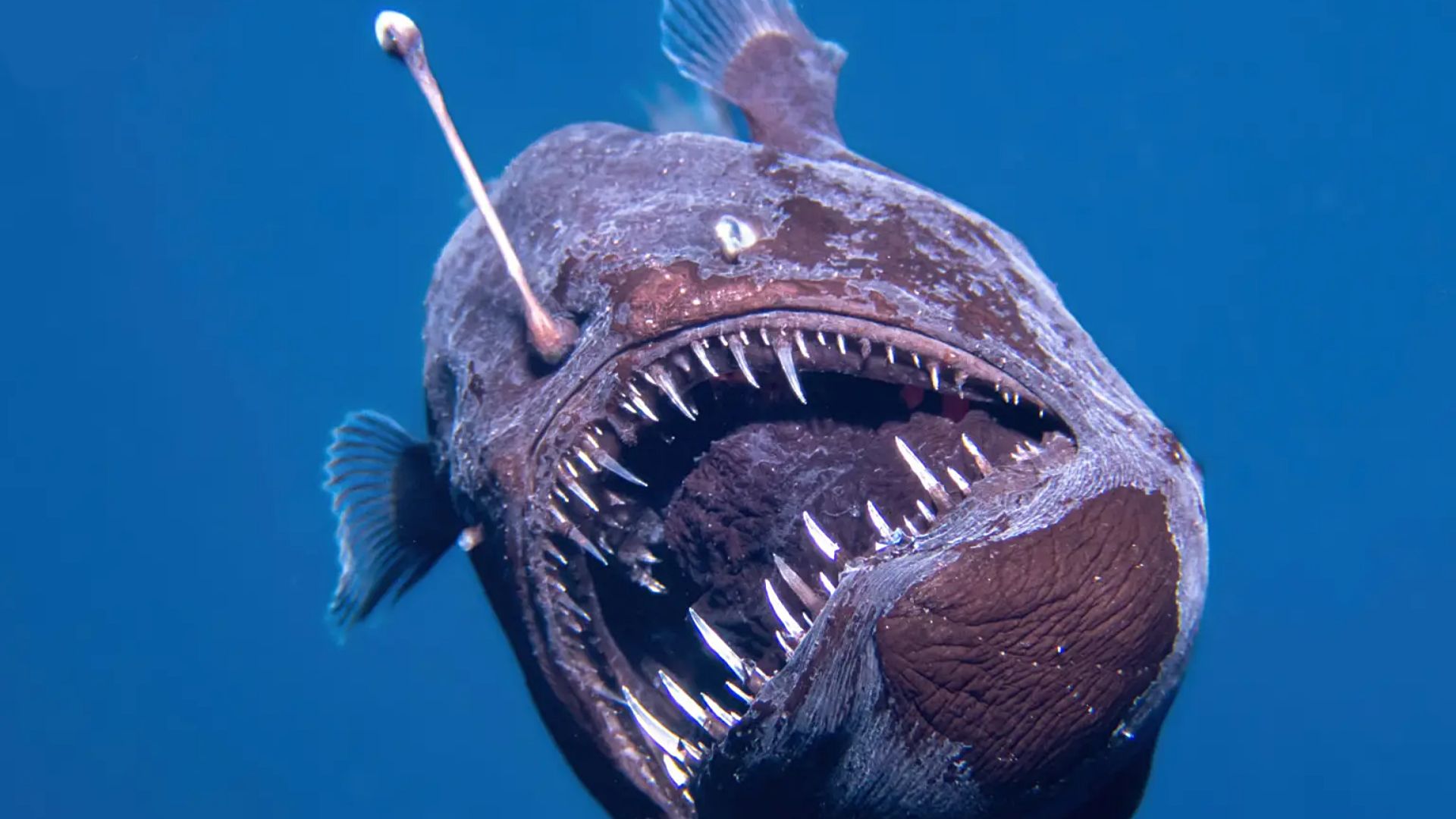 ¿Qué Pasó con el Pez Diablo Negro? Bióloga Explica Causa de su Muerte y Avistamiento | N+