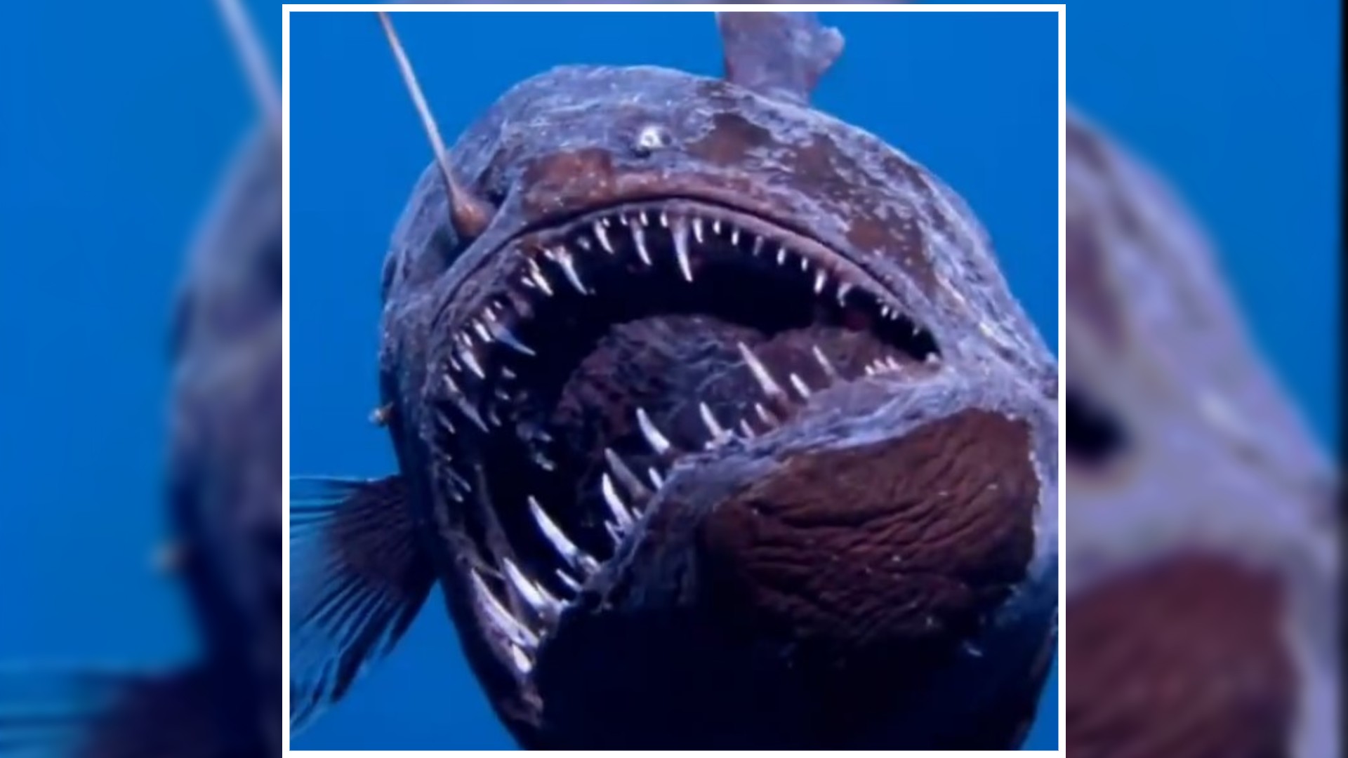 ¿Cuánto Mide el Pez Diablo Negro? Tamaño y Si Es Peligroso el Pez Abisal, Visto en Superficie | N+