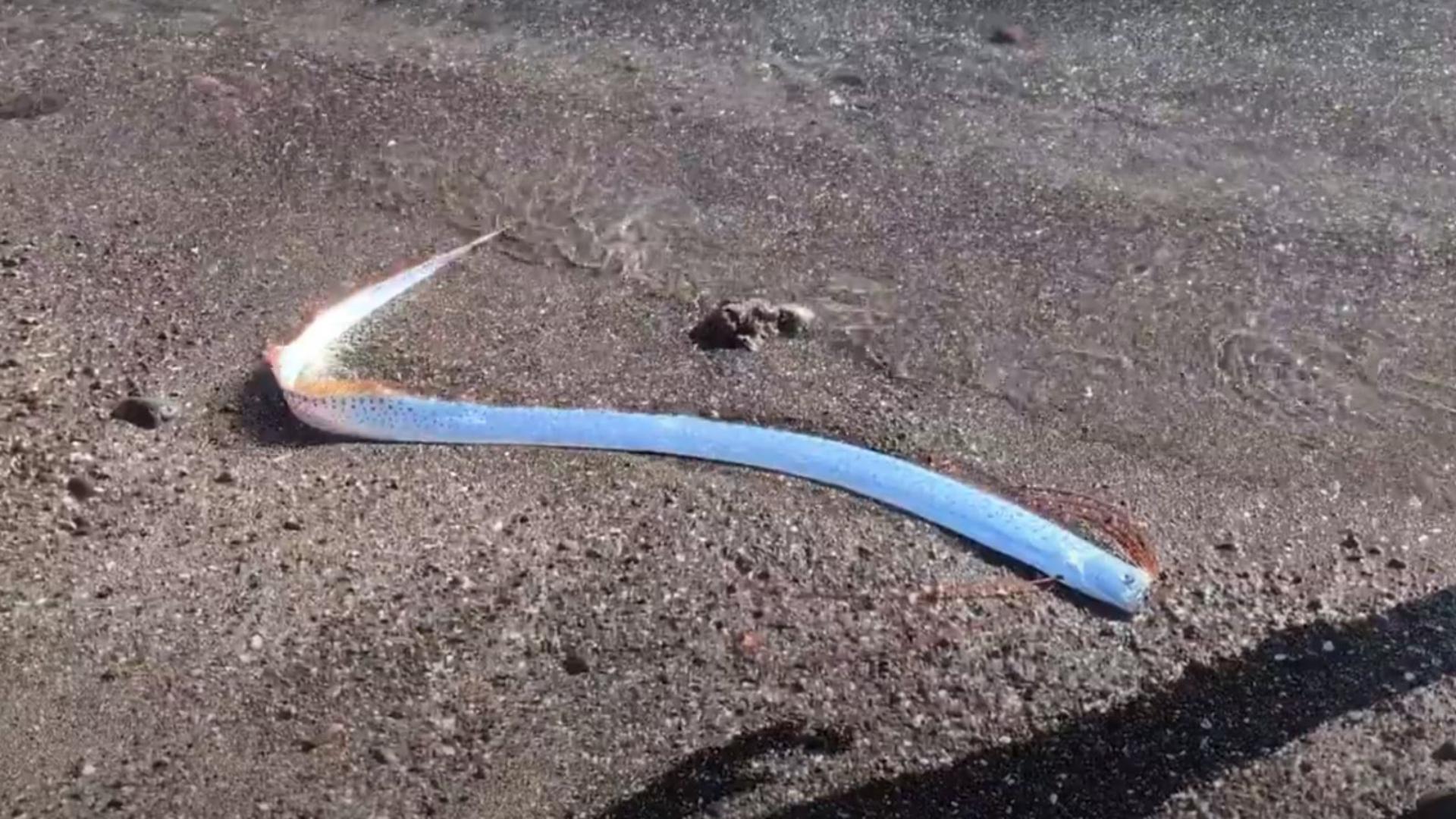 ¿Fin del Mundo? Pez Remo Emerge de la Profundidad del Mar y Aparece en ...