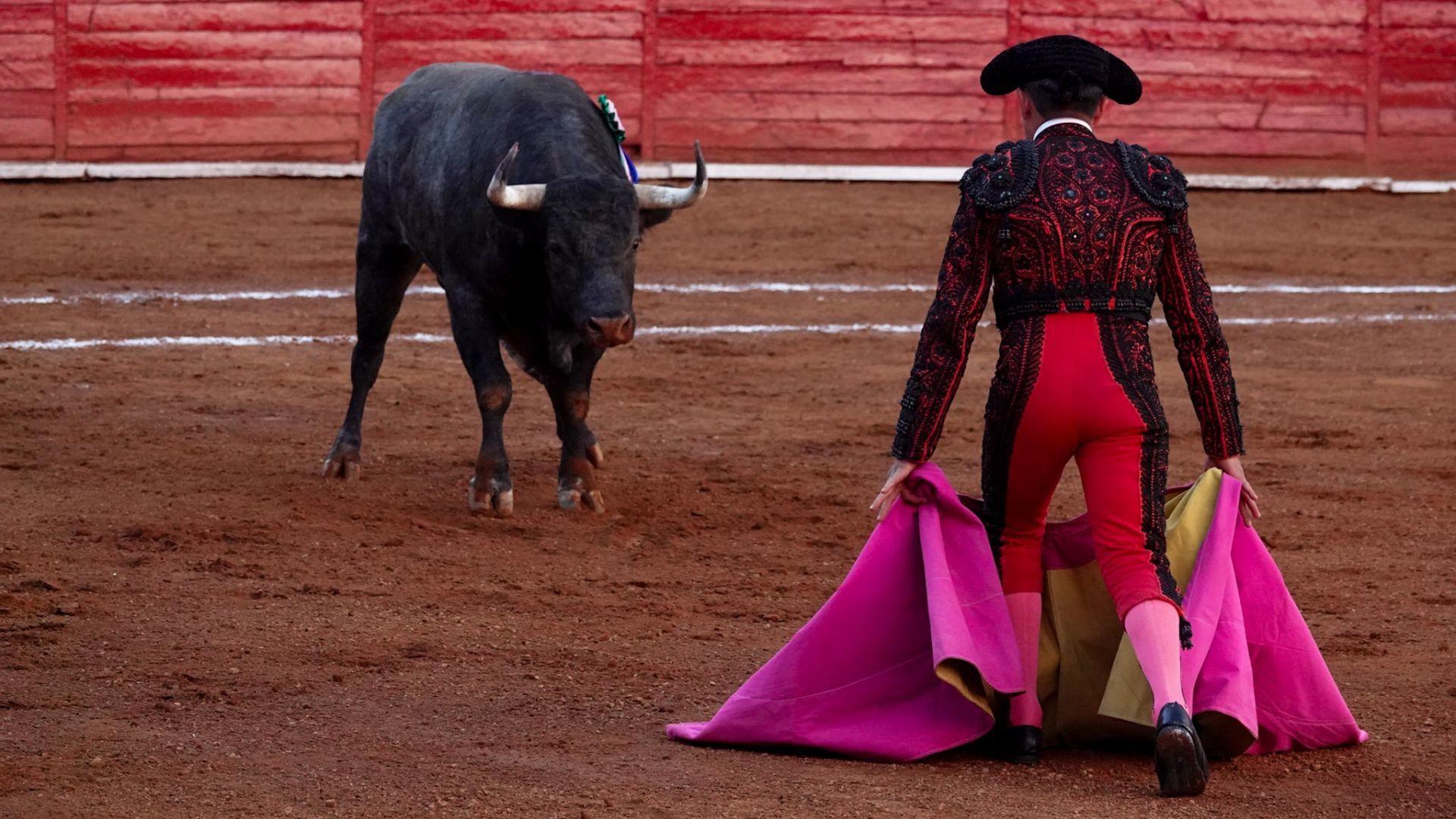 ¿Adiós a Corridas de Toros y Peleas de Gallo en CDMX? Hay Fecha Límite para Discutirlo | N+