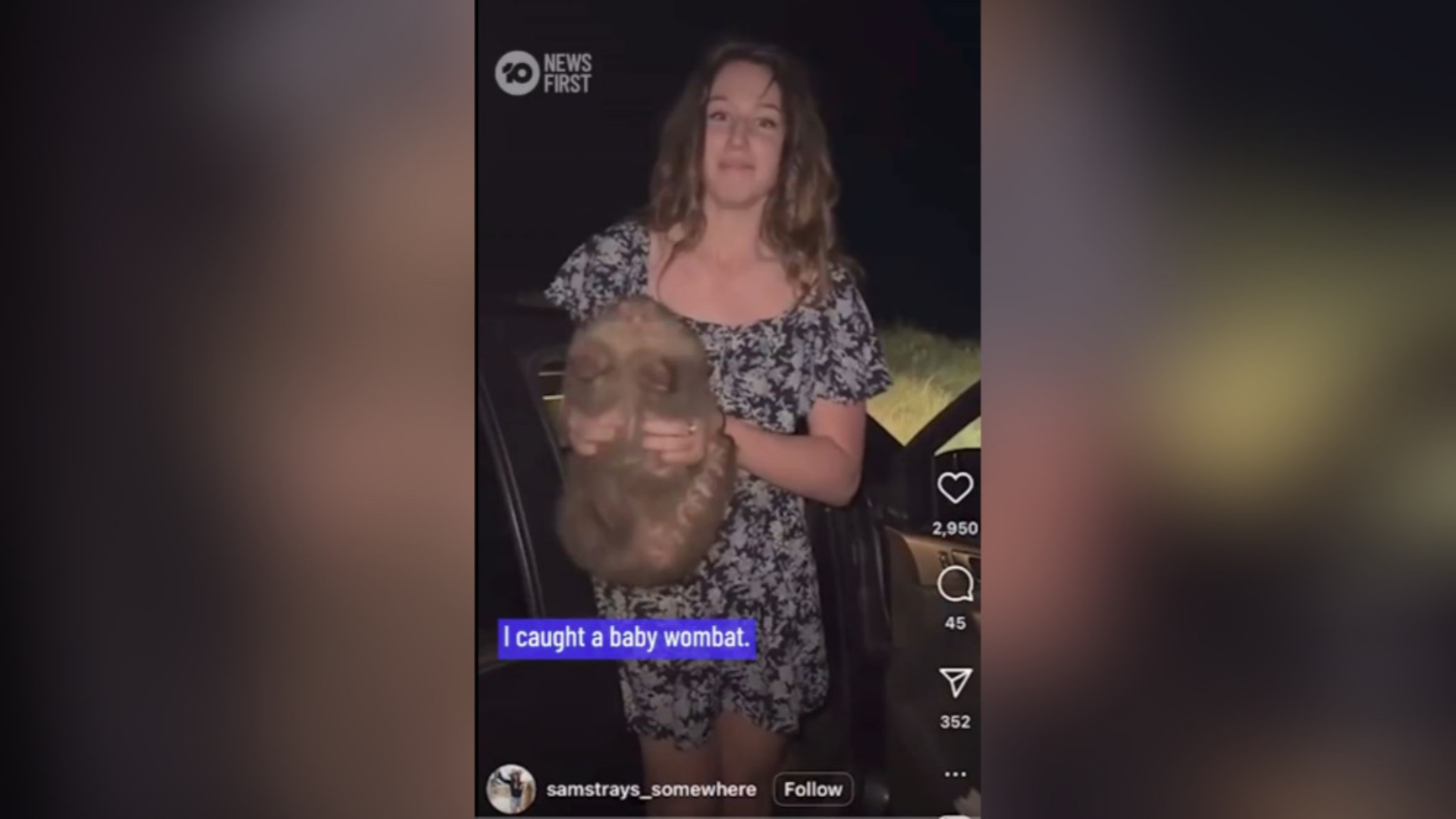 Influencer Sam Jones Arrebata Bebé Wombat de su Madre y Genera ...