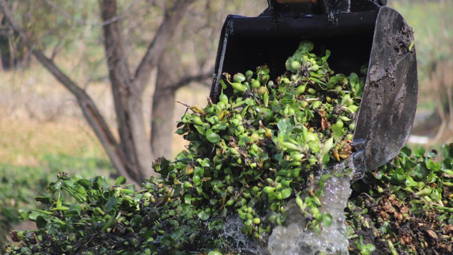 Sin Control, Crece la Plaga de Lirio en la Presa Endhó de Tula, Hidalgo ...