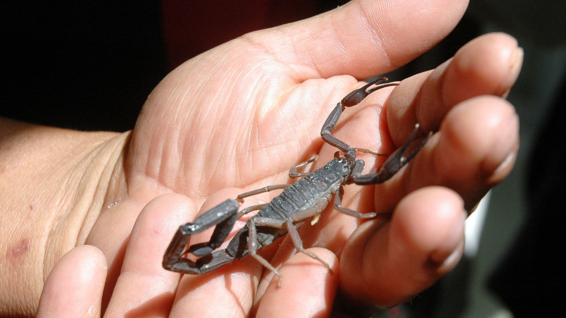 ¿Qué Hacer en Caso de Picadura de Alacrán Negro y Blanco? Síntomas y ...