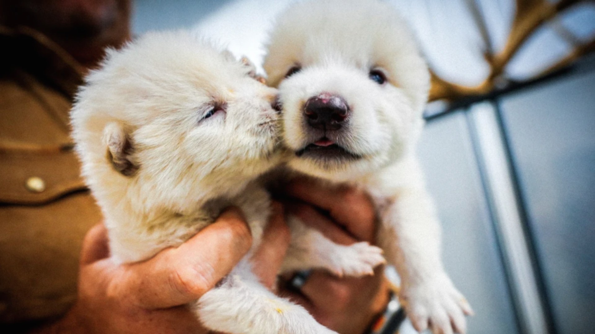 ¡El Lobo Terrible Ya No Está Extinto! Cómo Revivieron al Huargo de ...