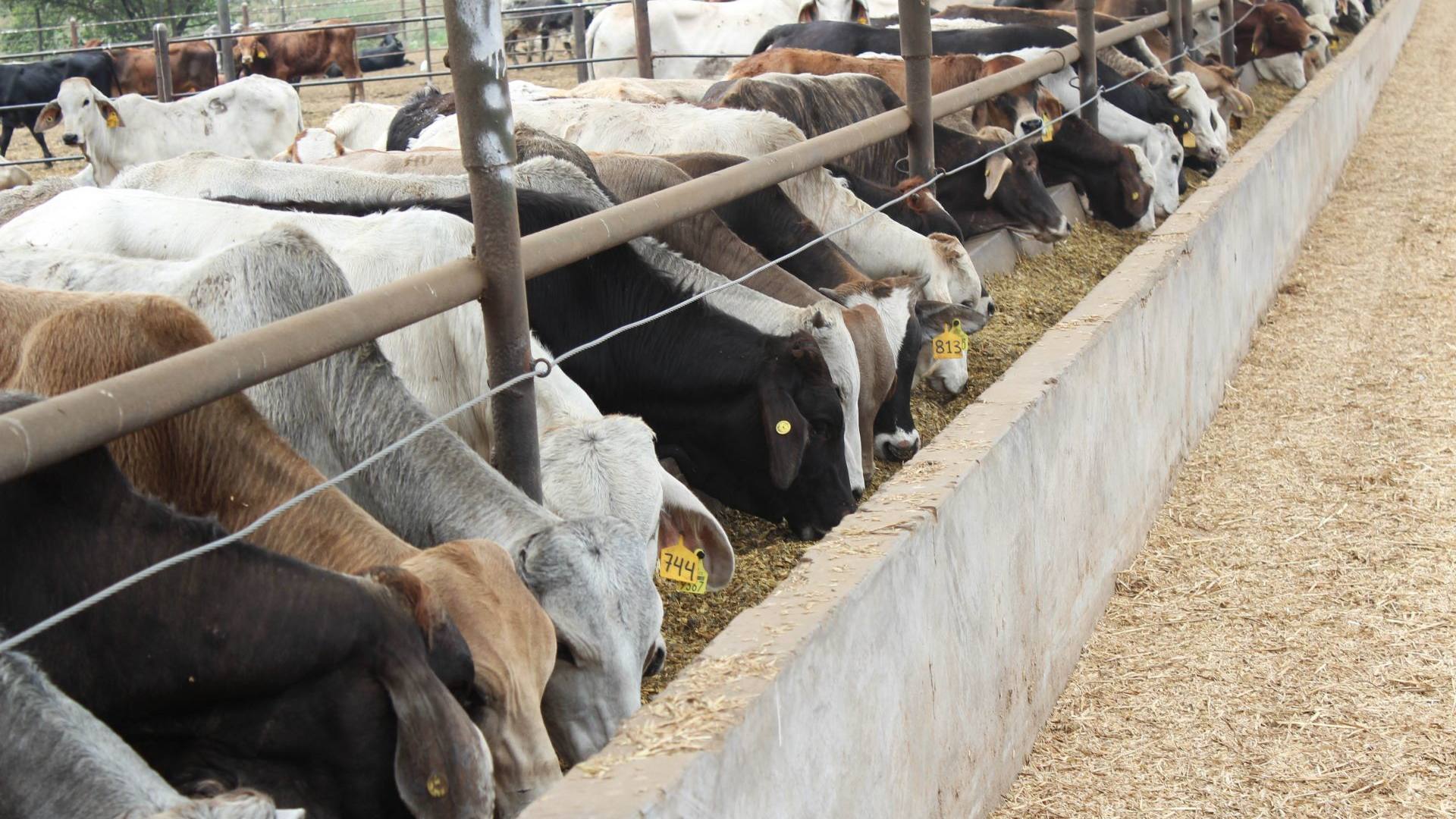 Gusano Barrenador: Así es el Acuerdo Entre México y Estados Unidos para ...