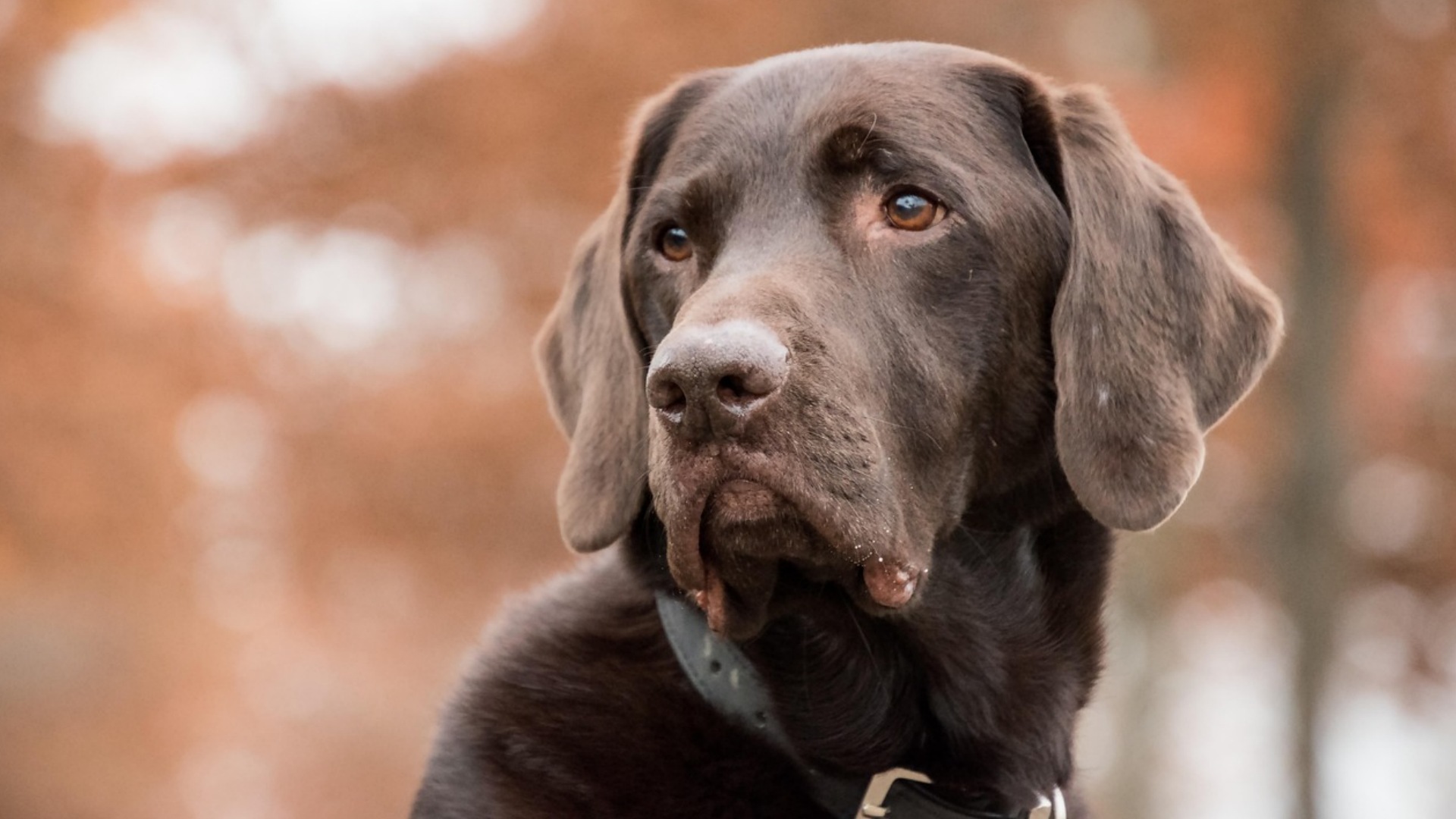 ¿Dónde Tirar las Heces de los Perros? Estas Son las Mejores Formas de ...