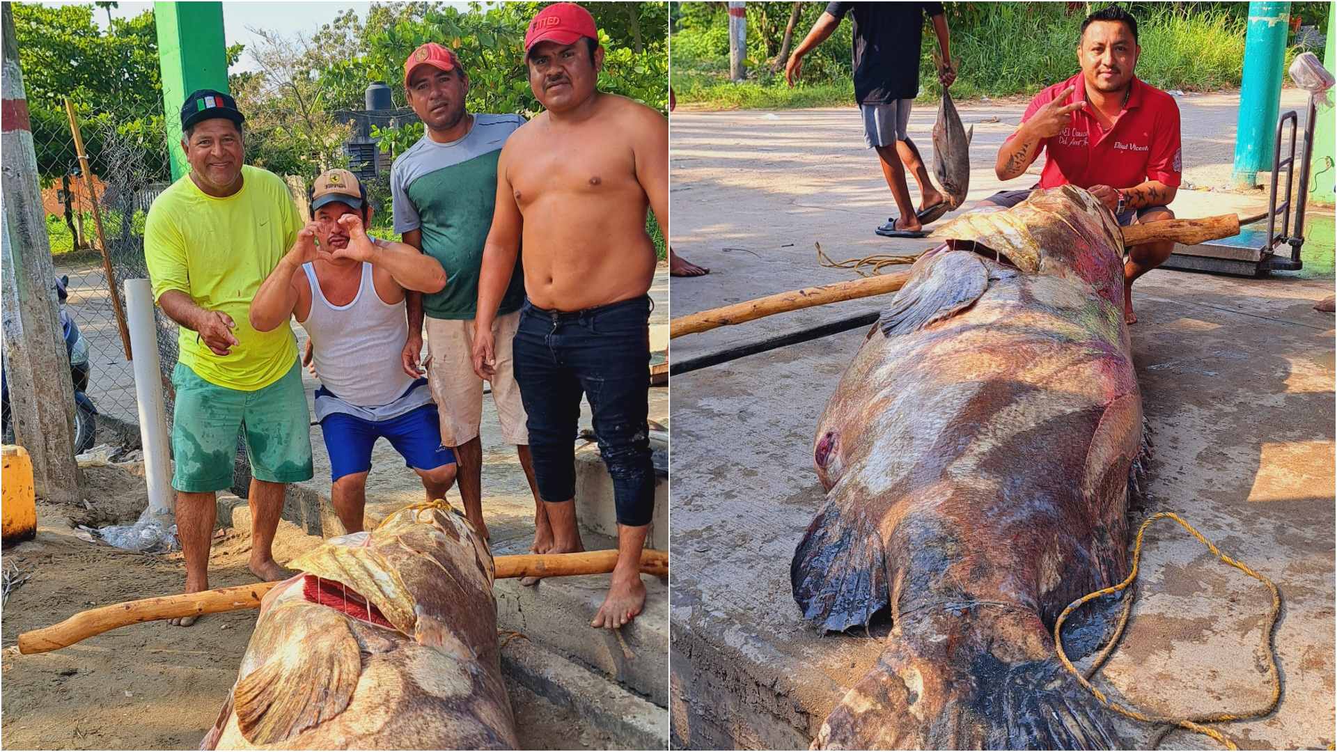 Así Es el Pez Cherna de 300 Kilos que Capturaron en Tabasco: Video | N+