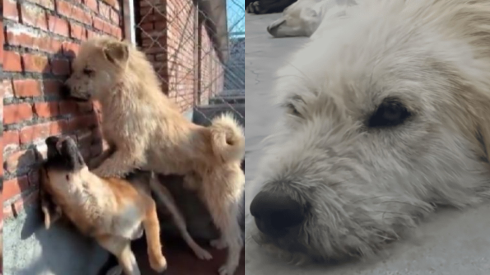Cuales Son Las Caracteristicas De Un Perro Alfa
