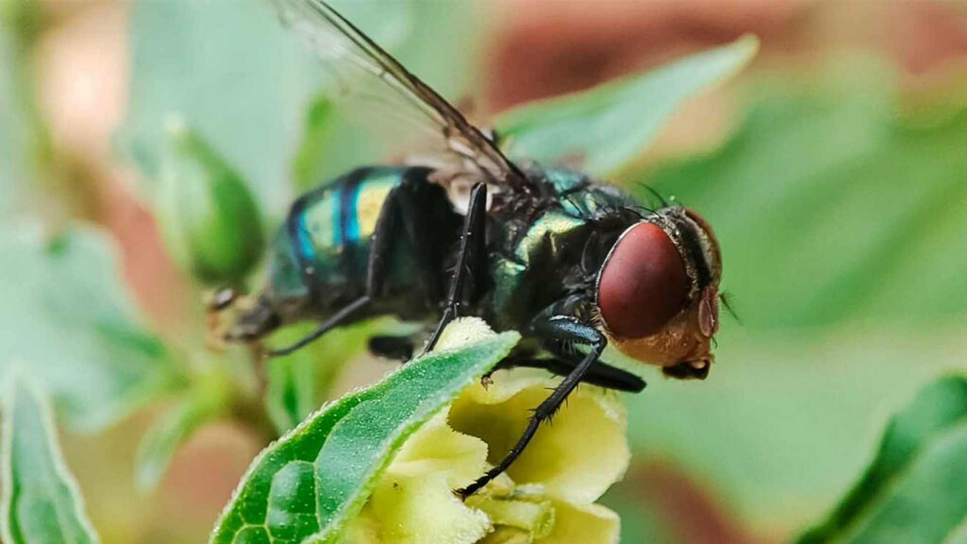 ¿Cómo Es la Mosca del Gusano Barrenador, Cochliomyia Hominivorax? Esto ...