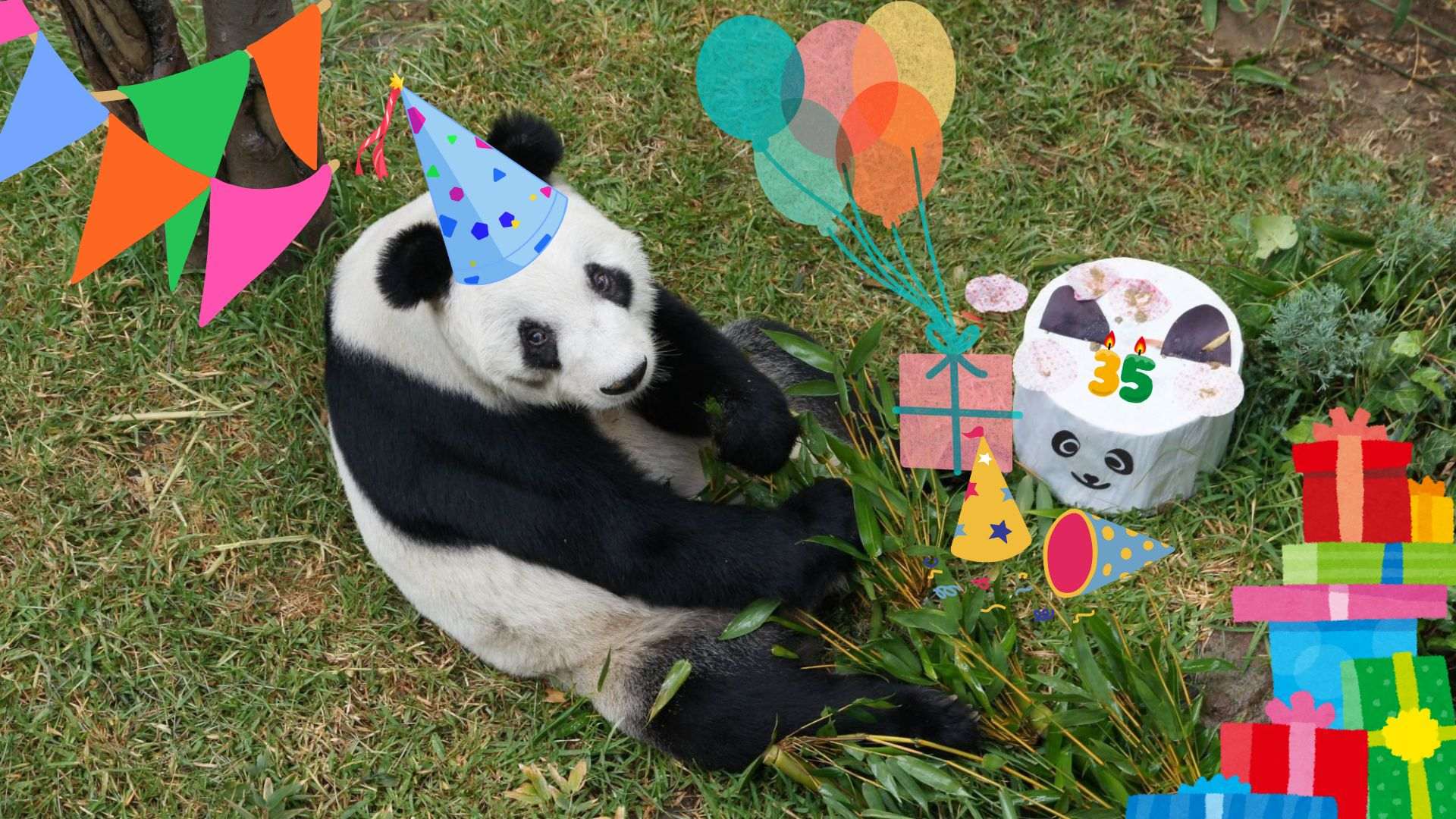Fiesta del Panda Xin Xin en Chapultepec, CDMX: ¿A Qué Hora Es y Qué ...