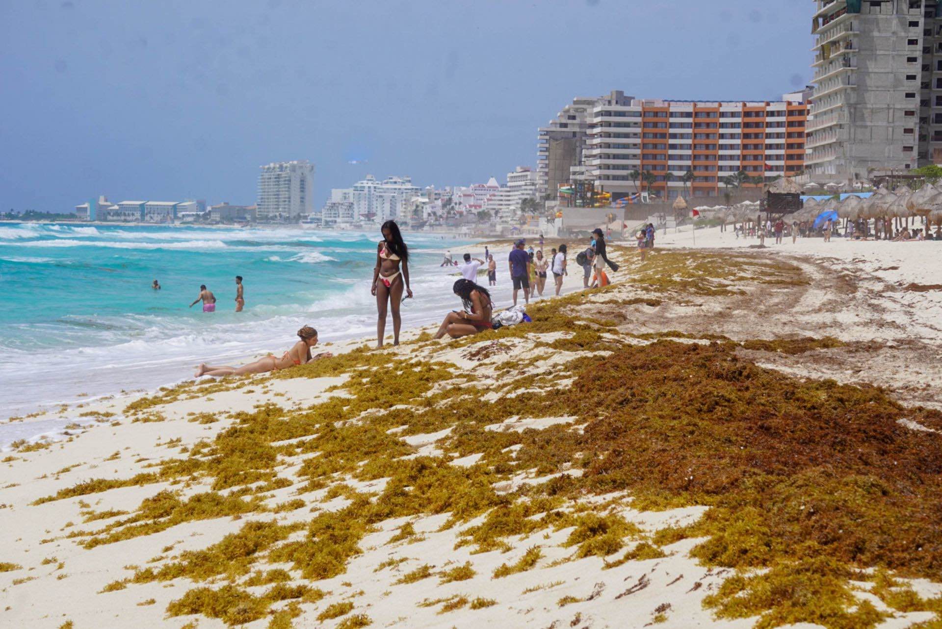 El Sargazo Amenaza al Caribe: ¿Por Qué Esta Crisis Fue Causada por los ...