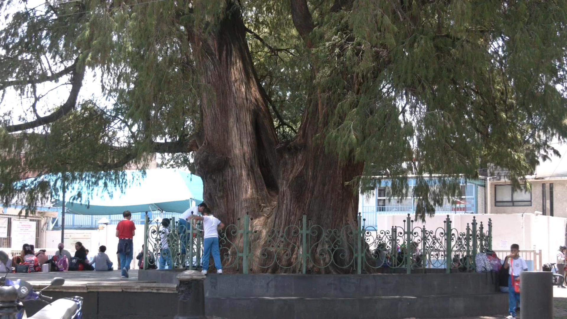 Estos Son los 12 Árboles Históricos en CDMX que Revolucionan ...