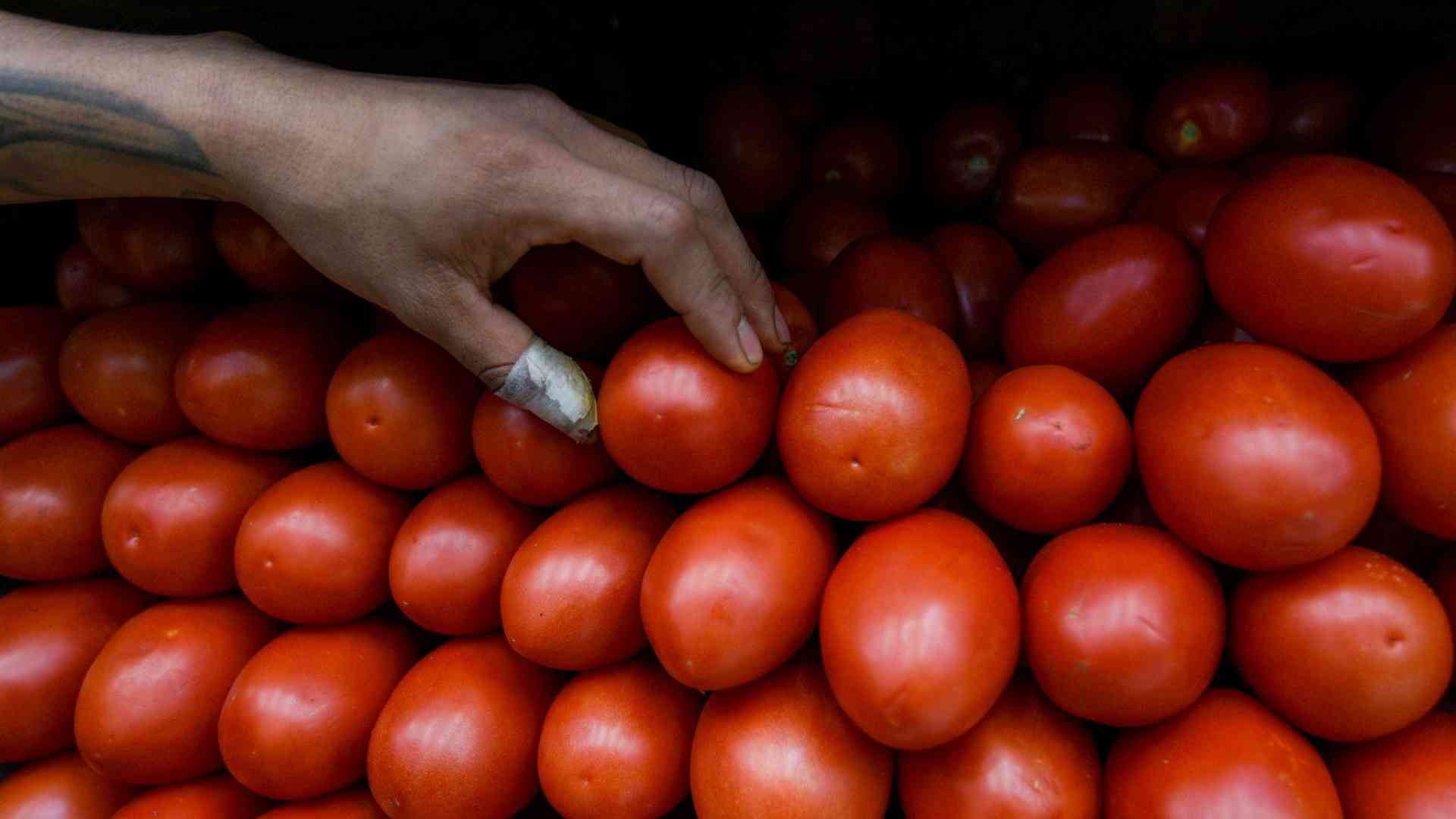 Buenas Noticias para el Jitomate en México Tras Aranceles de Trump ...