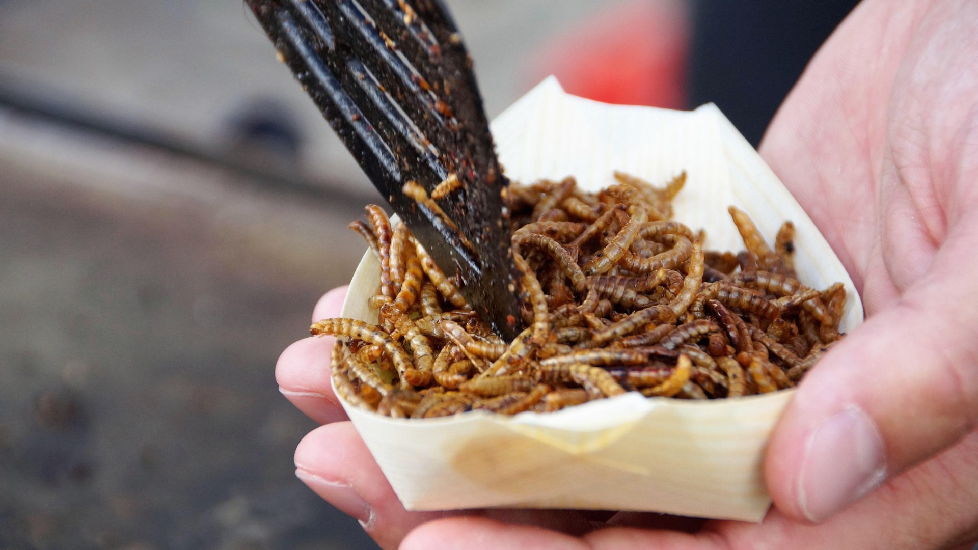 ¿Los Insectos Son el Alimento del Futuro? Estos Bichos Tienen un Gran ...