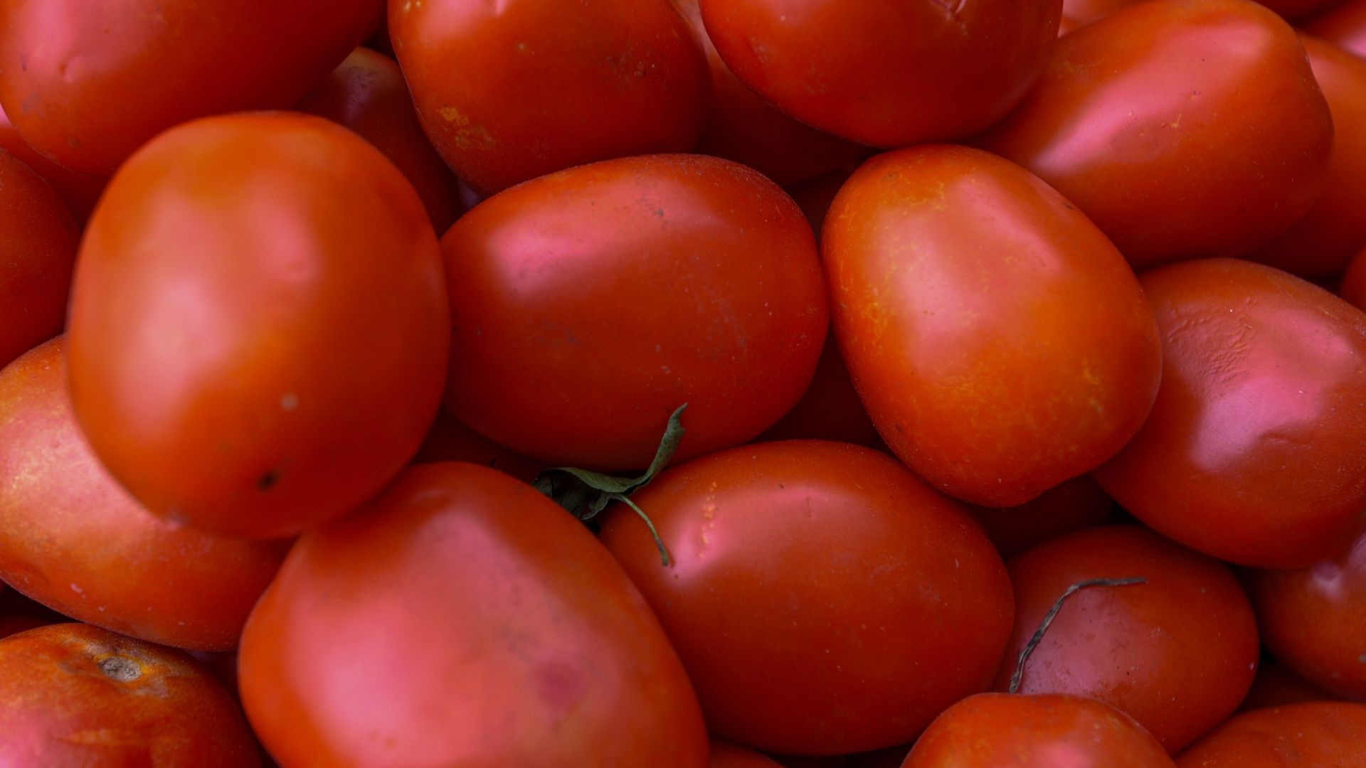 Productores de Jitomate Mexicano Dejarán de Exportar Hasta 30% a ...