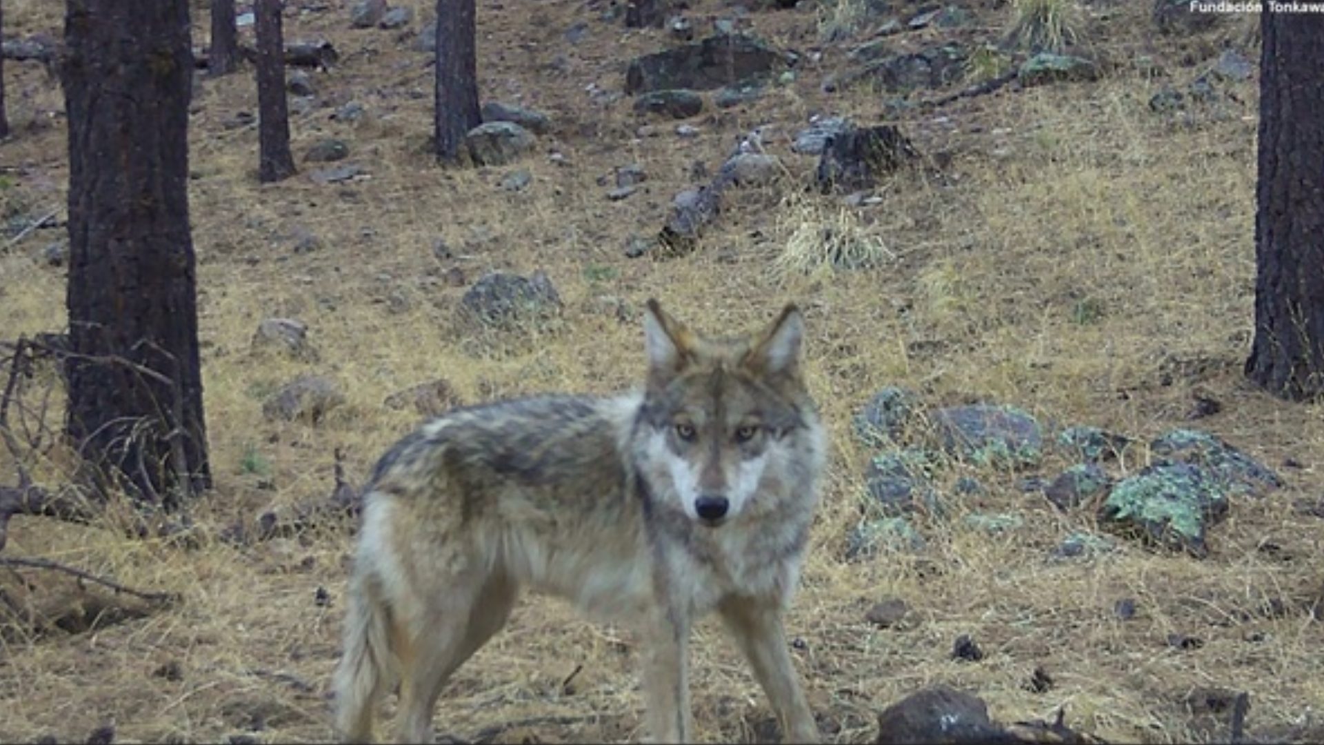 ¡Qué Belleza! Ubican a Lobo Mexicano Nacido en Libertad en Área Natural ...