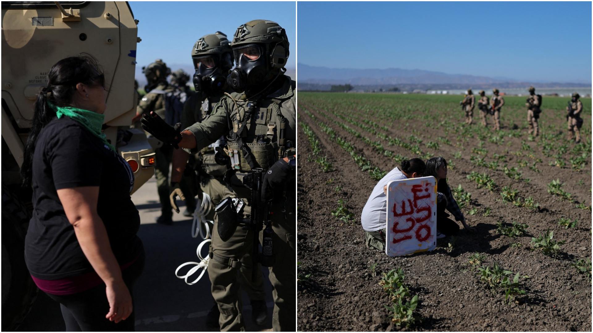 Redada del ICE en California Hoy: Granja Agrícola Vive Violento ...