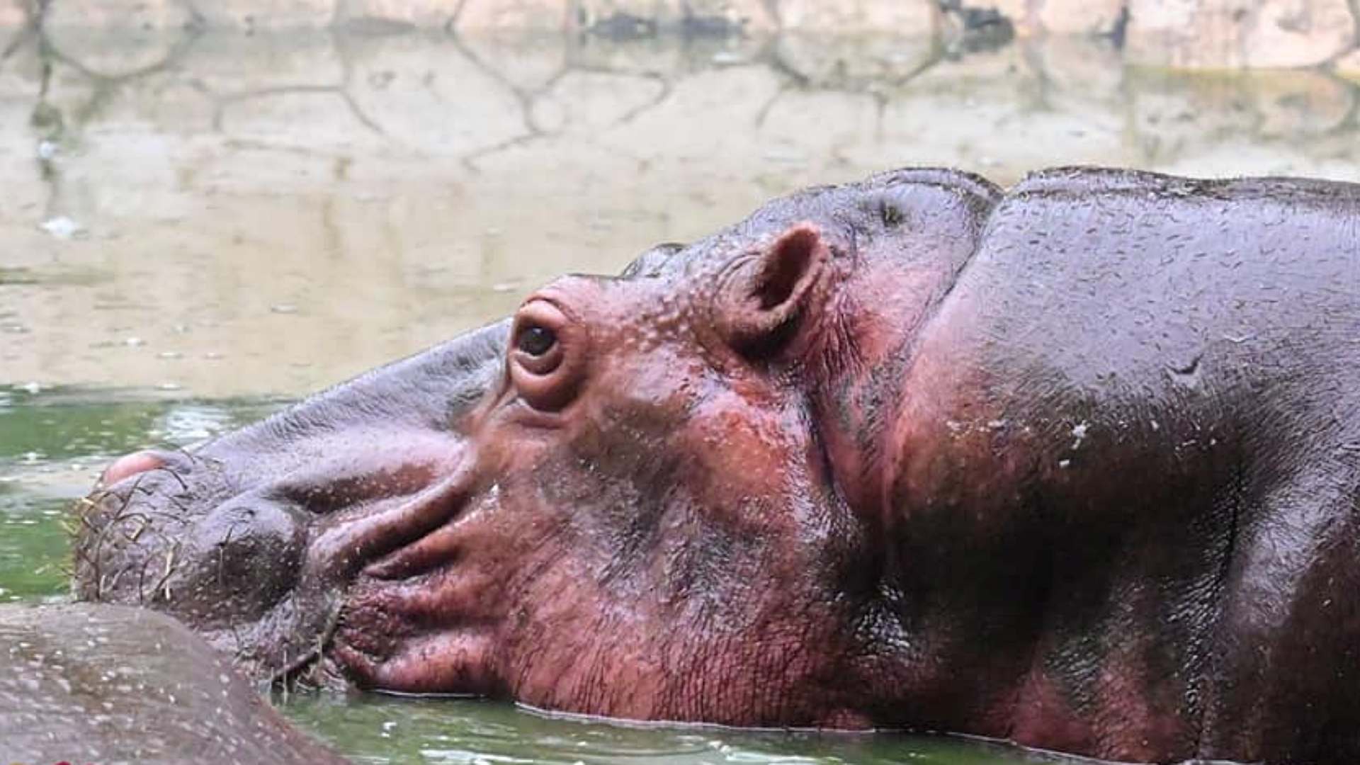 Así es el Ecoparque en Campeche que Resguarda Especies Decomisadas ...