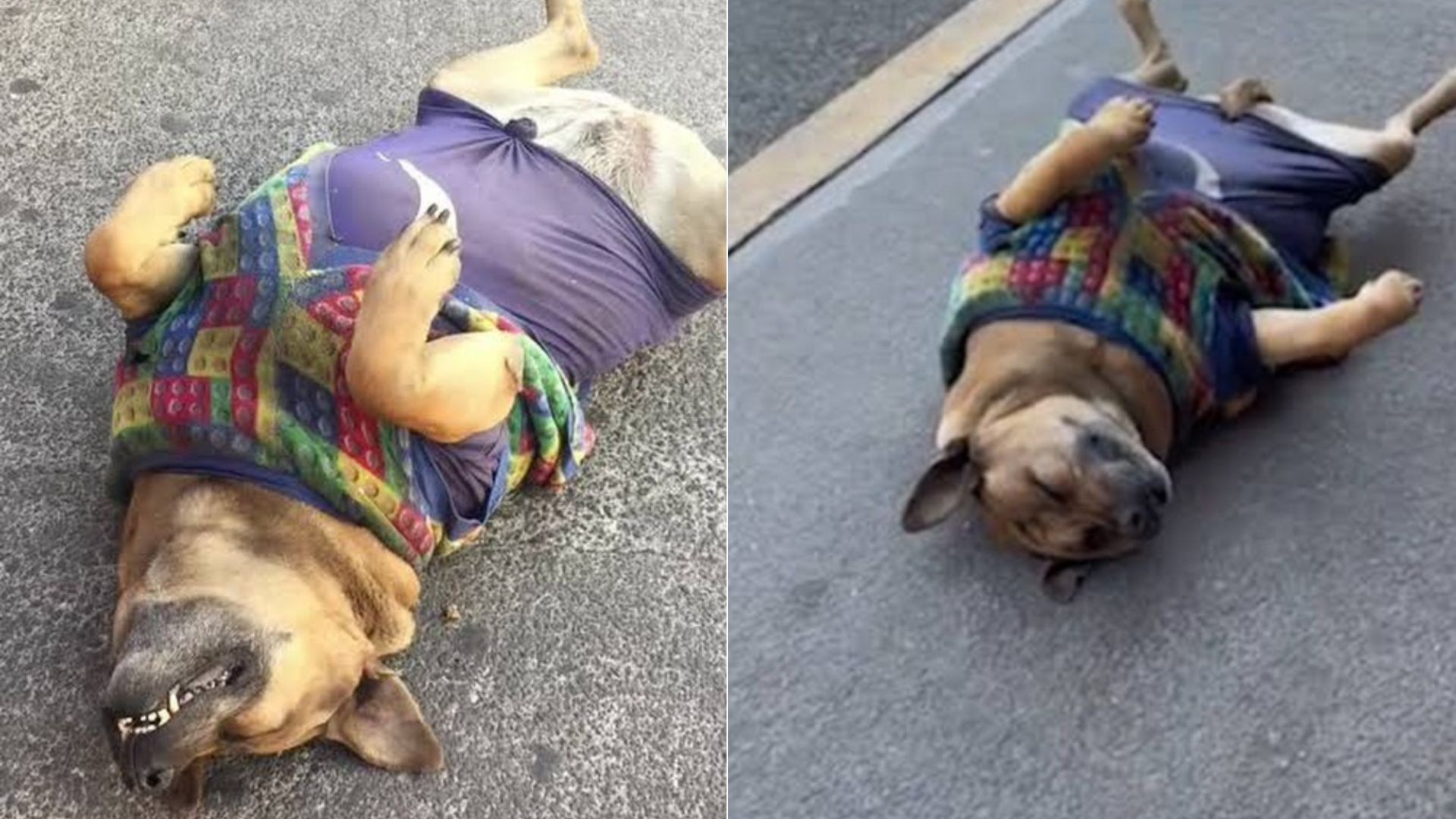 Conoce a 'La Pachis', el Perro Gordo de Texcoco Viral Por Reseñas de ...