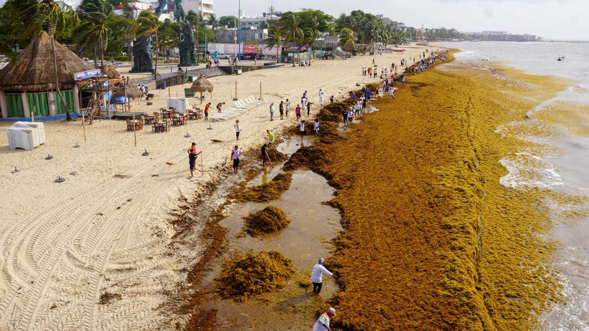 Sargazo en Playas de México: ¿Qué Hacen con las Algas Levantadas en ...